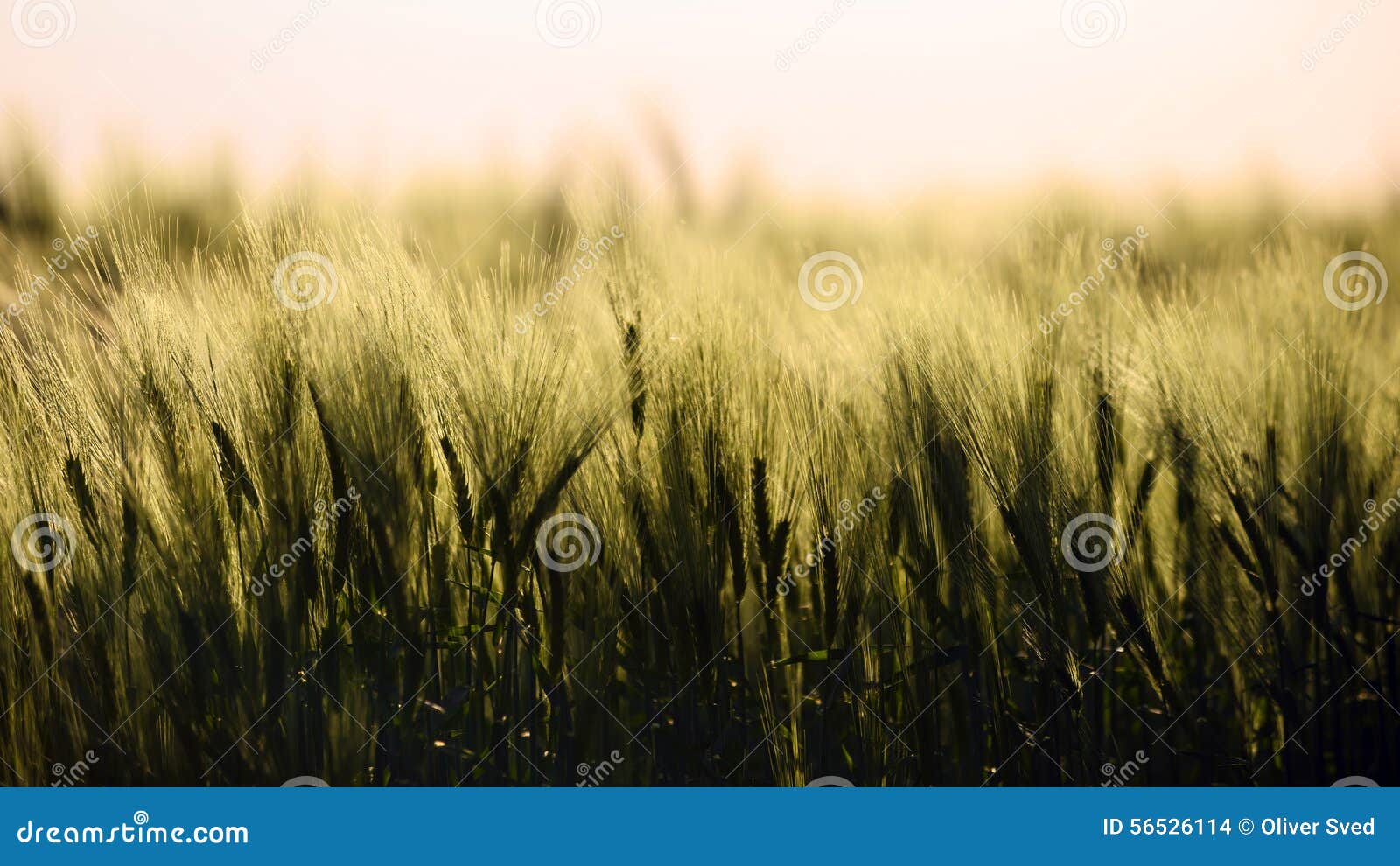 Closeup Photo of Some Fresh Wheat Stock Photo - Image of grain, harvest ...