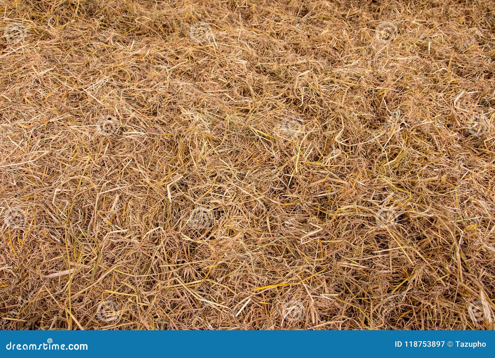 Closeup Photo of Stack of the Rice Straw. Stock Image - Image of farm ...
