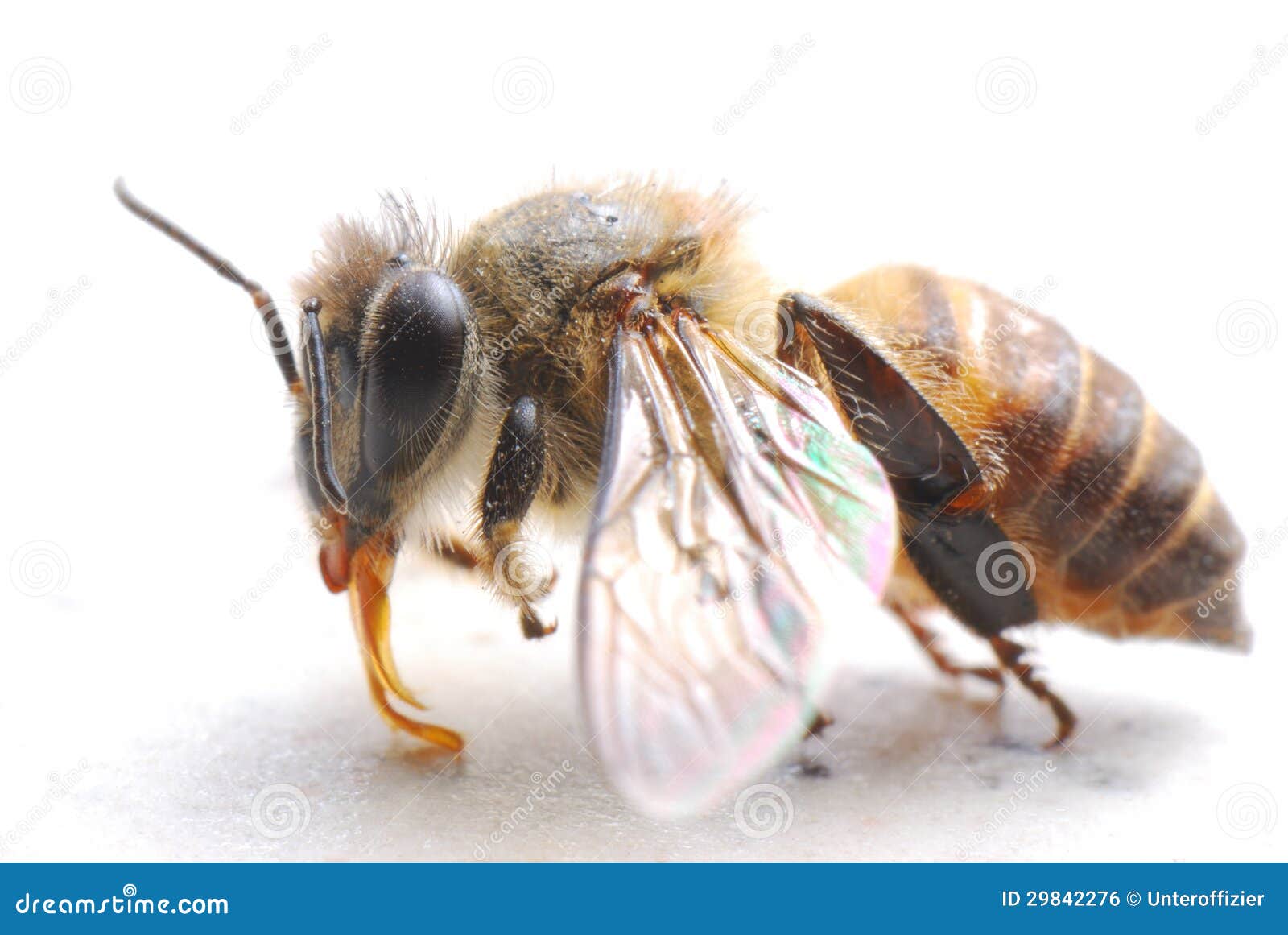Bee Closeup stock photo. Image of jelly, details, colony - 29842276