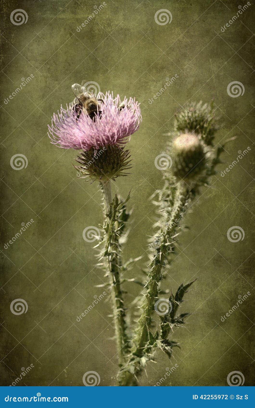 Closeup Photo of a Thistle Wildflower Stock Photo - Image of closeup ...