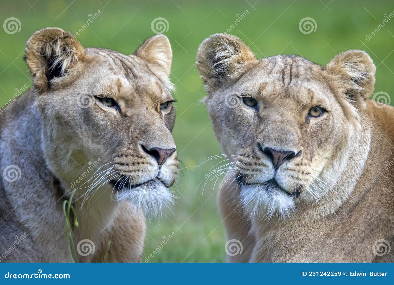 Closeup Photo of Two Lionesses Looking at Camera Stock Image - Image of ...