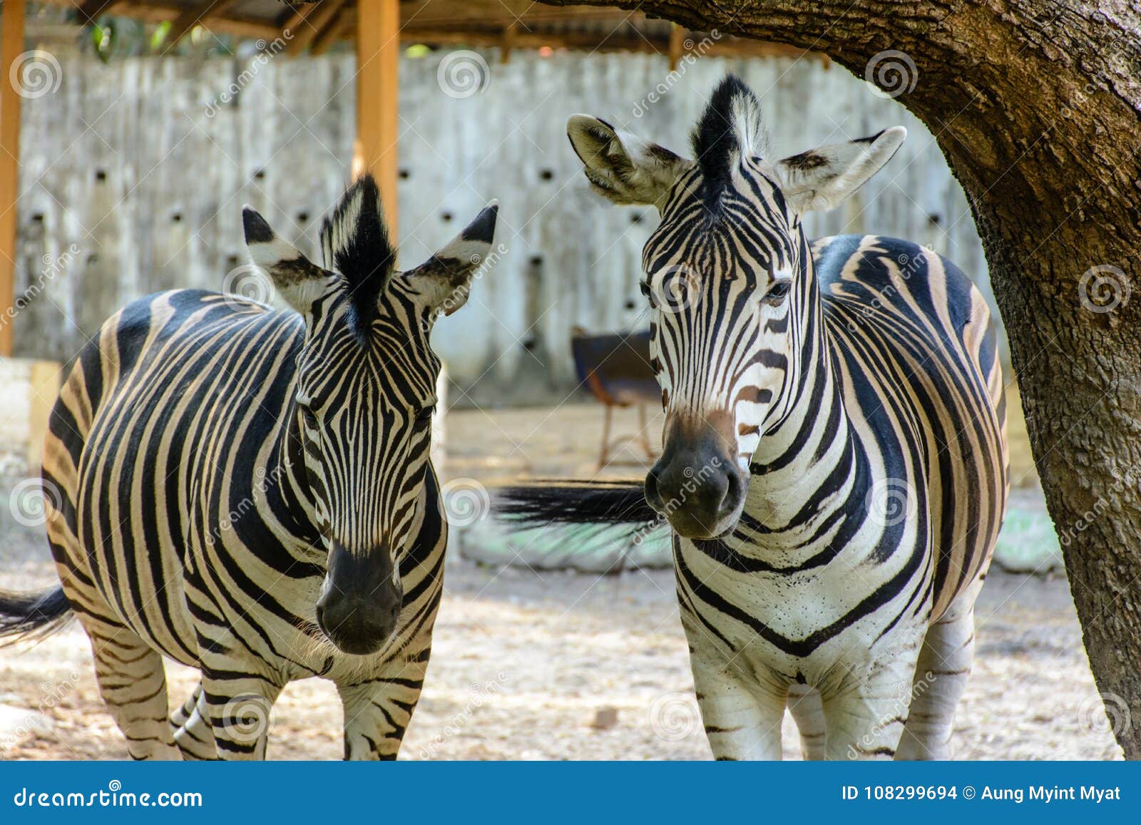 Closeup photo of two zebra stock photo. Image of life - 108299694