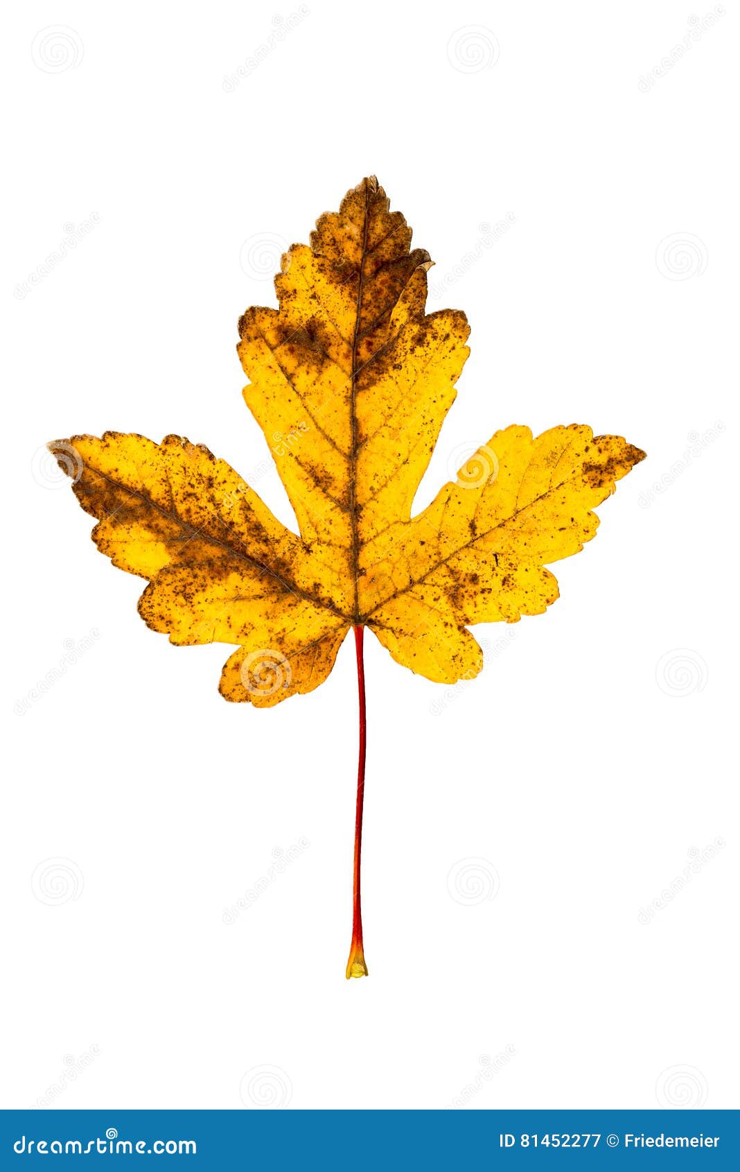 Closeup Photograph of Autumnal Withering Maple Tree or Acer Tree Stock ...