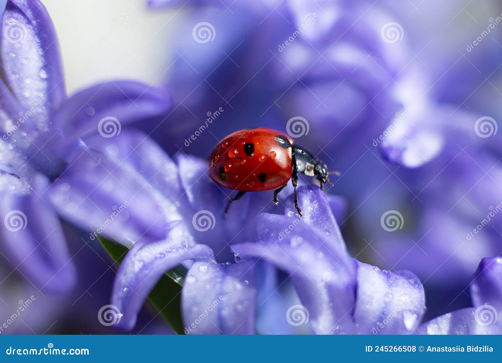 Closeup Photography of Ladybug on Violet Petal.Springtime Concept Stock ...