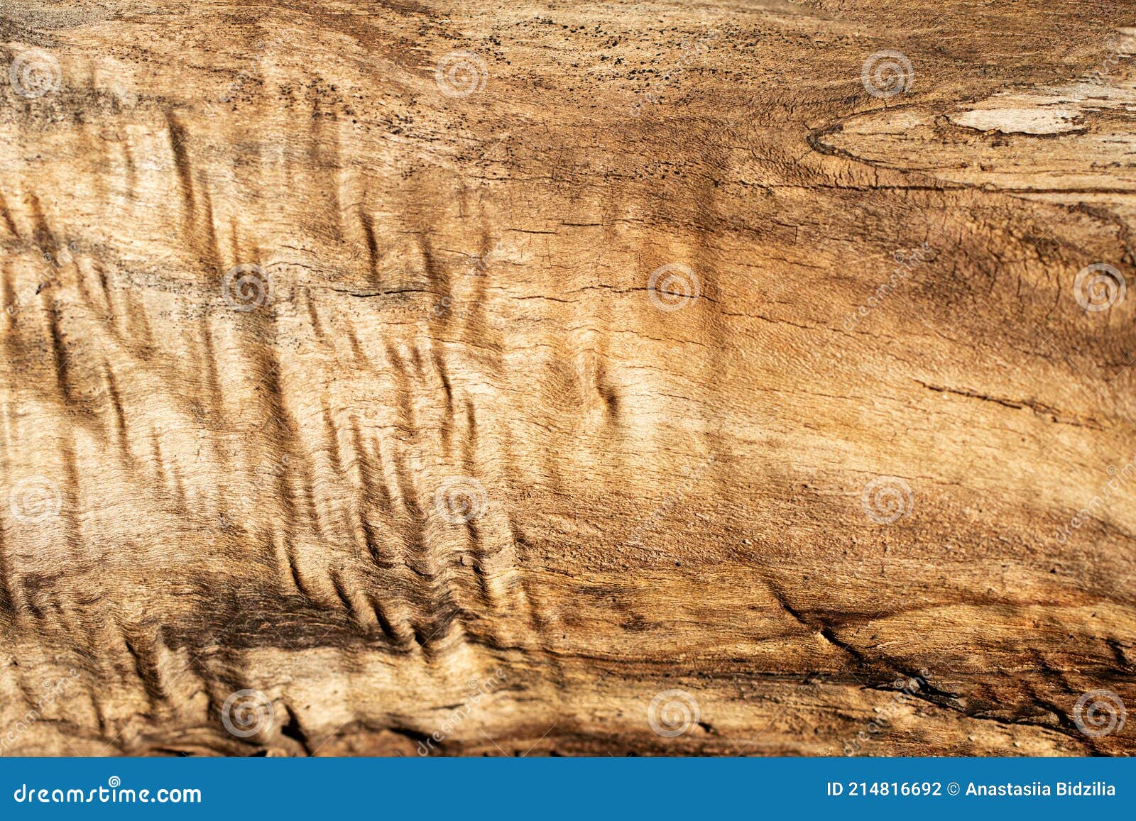 Closeup Photography of the Tree Bark Surface.Unusual Texture,horizontal ...