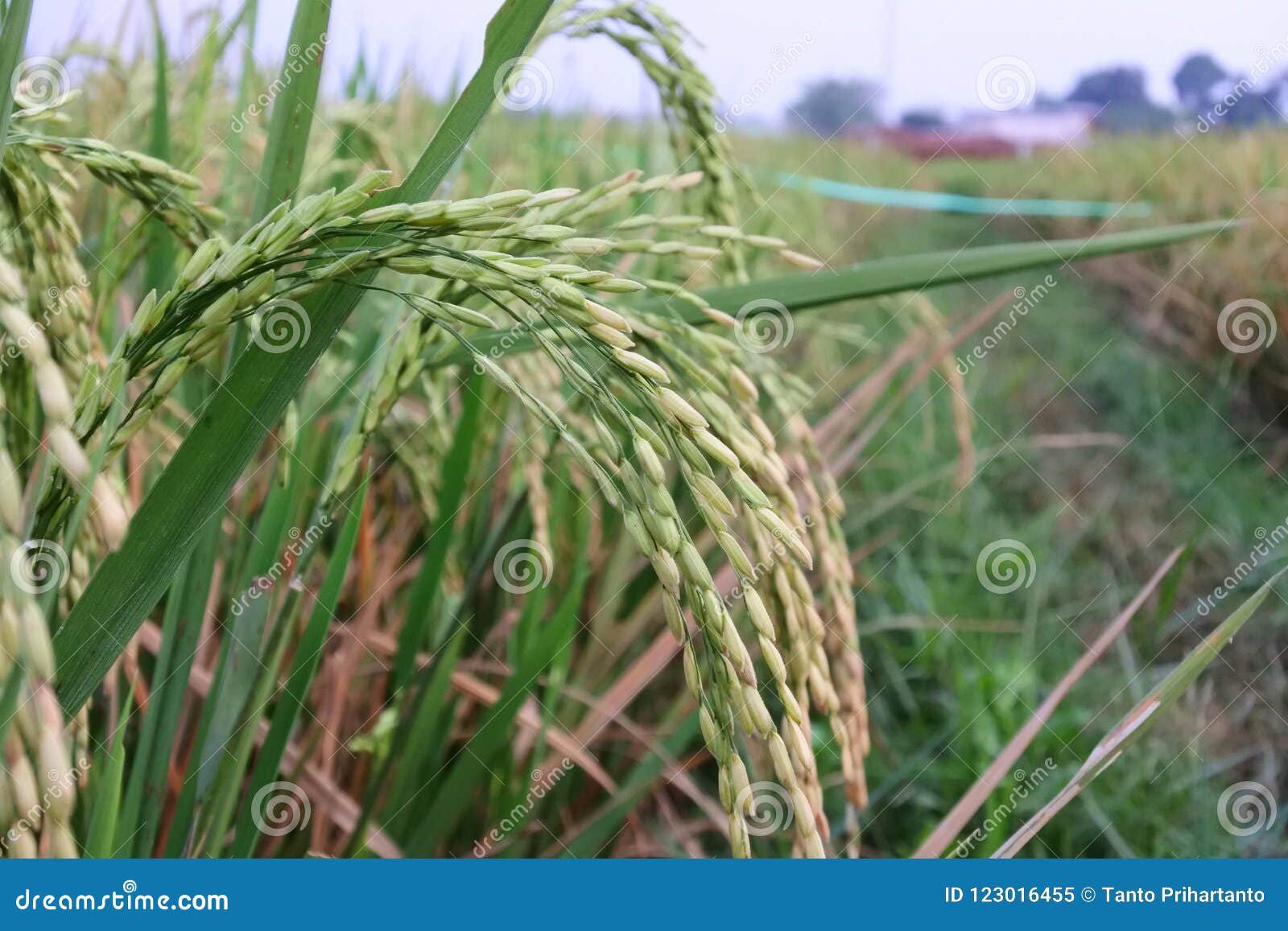 Closeup Photos of Rice Ready for Harvest in the Rice Fields Stock Image ...