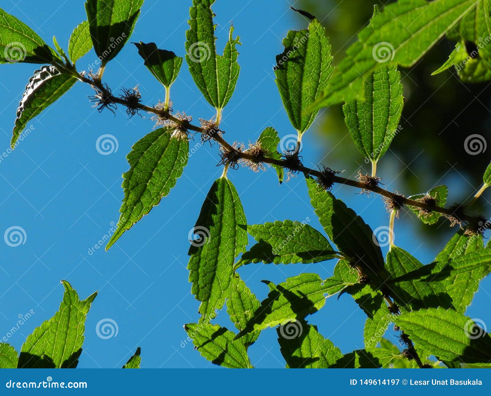 Closeup Pic of a Branch of Tree Stock Image - Image of serrated ...