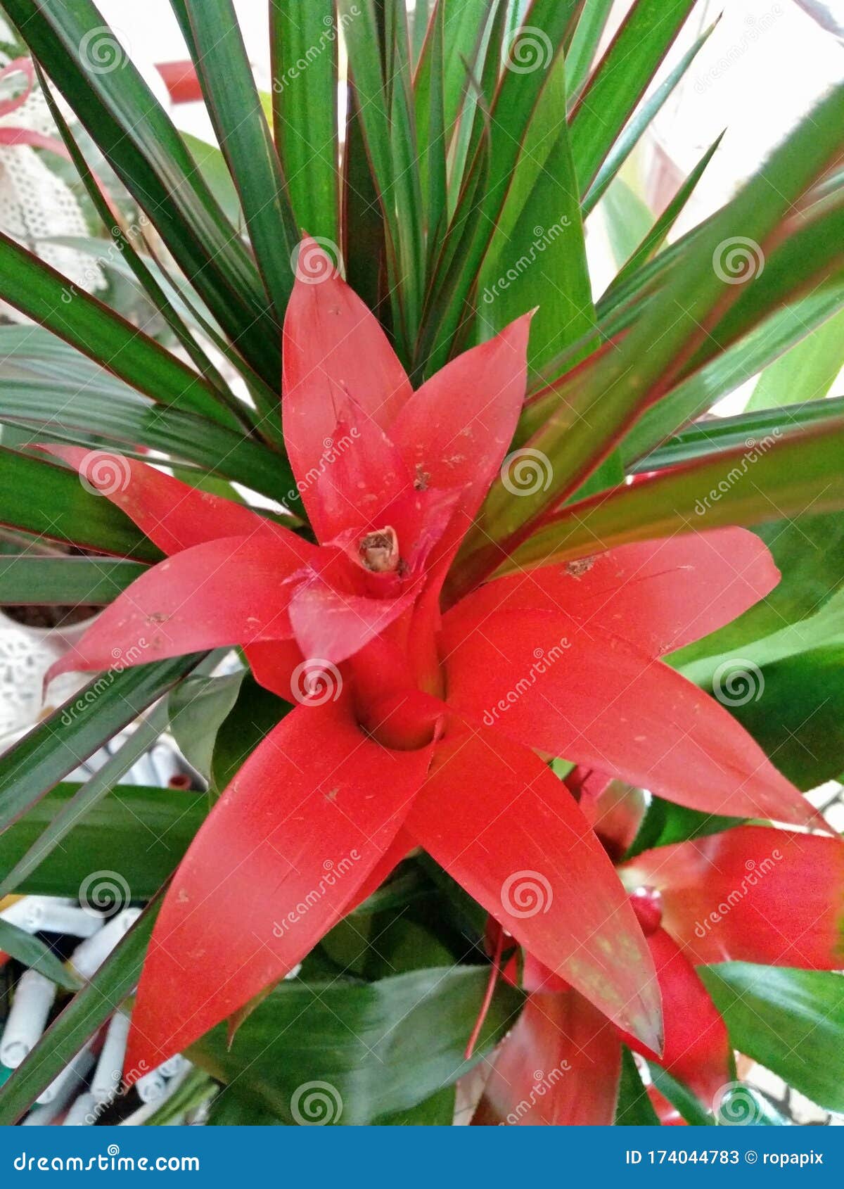 A Closeup Pic of a Colorful Red Flower of Bromelia Stock Image - Image ...