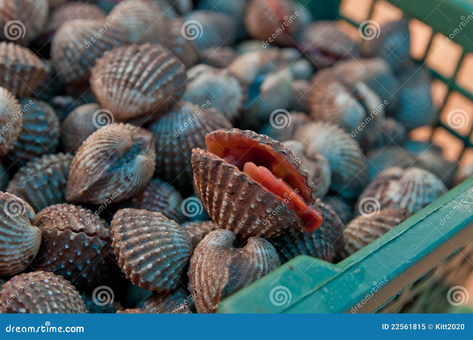 The Closeup of Pickled Cockle Stock Image - Image of mussel, exquisite ...