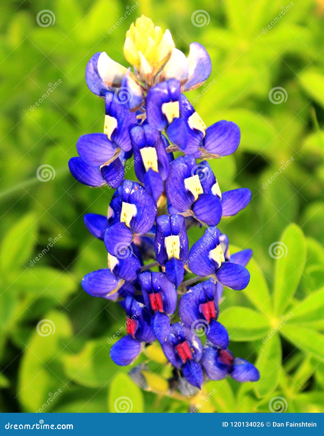 Closeup Picture of a Bluebonnet. Stock Photo - Image of adorable ...