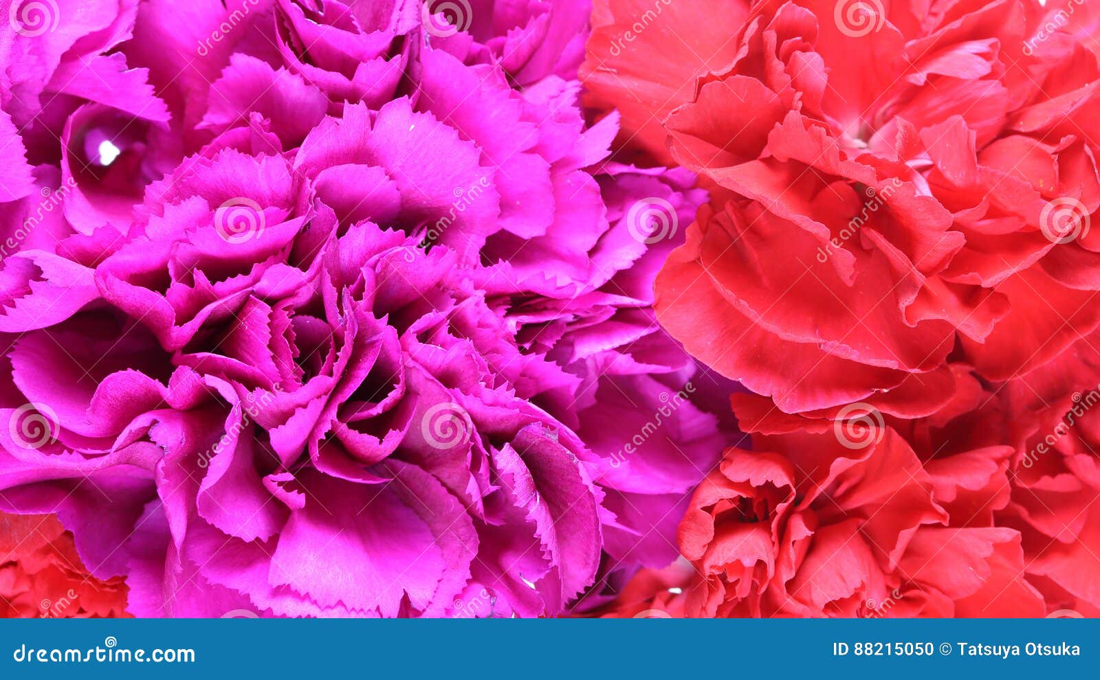 Closeup Picture of Carnation Stock Photo - Image of nature, carnation ...