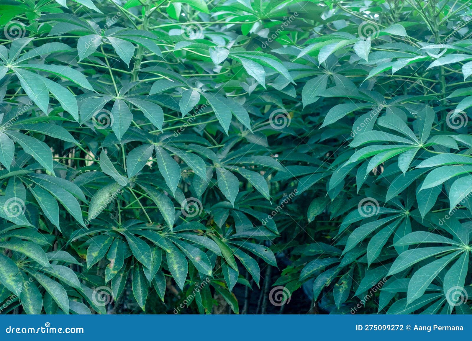 Closeup Picture of Cassava Leaf on the Fields Stock Photo - Image of ...