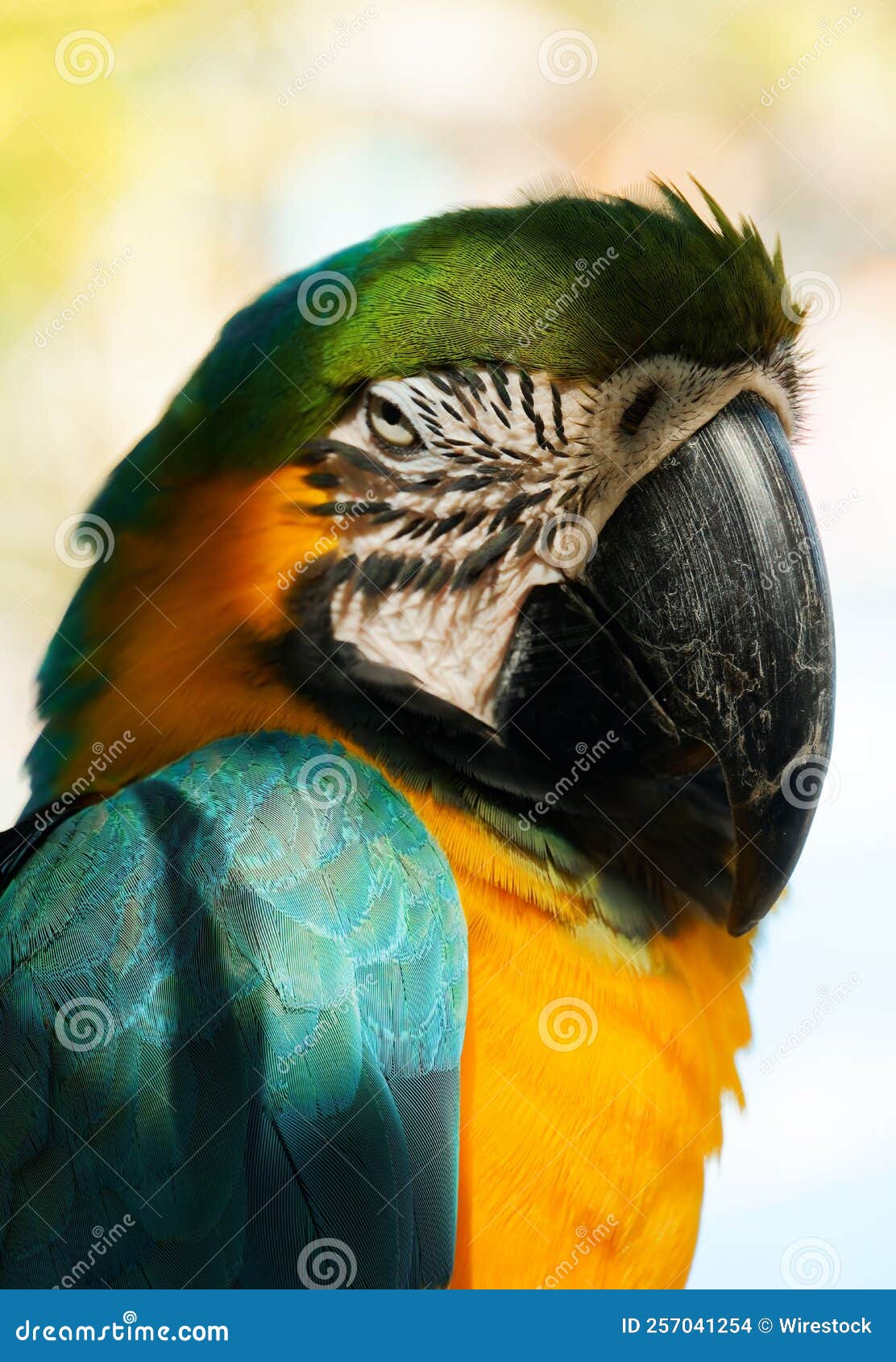 Closeup Picture of a Colorful Macaw Stock Illustration - Illustration ...