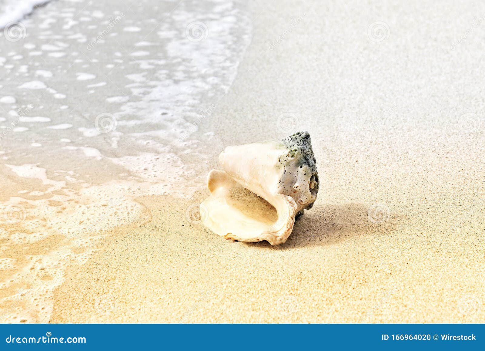 Closeup Picture of an Empty Snail Shell on a Beach Surrounded by Sea ...