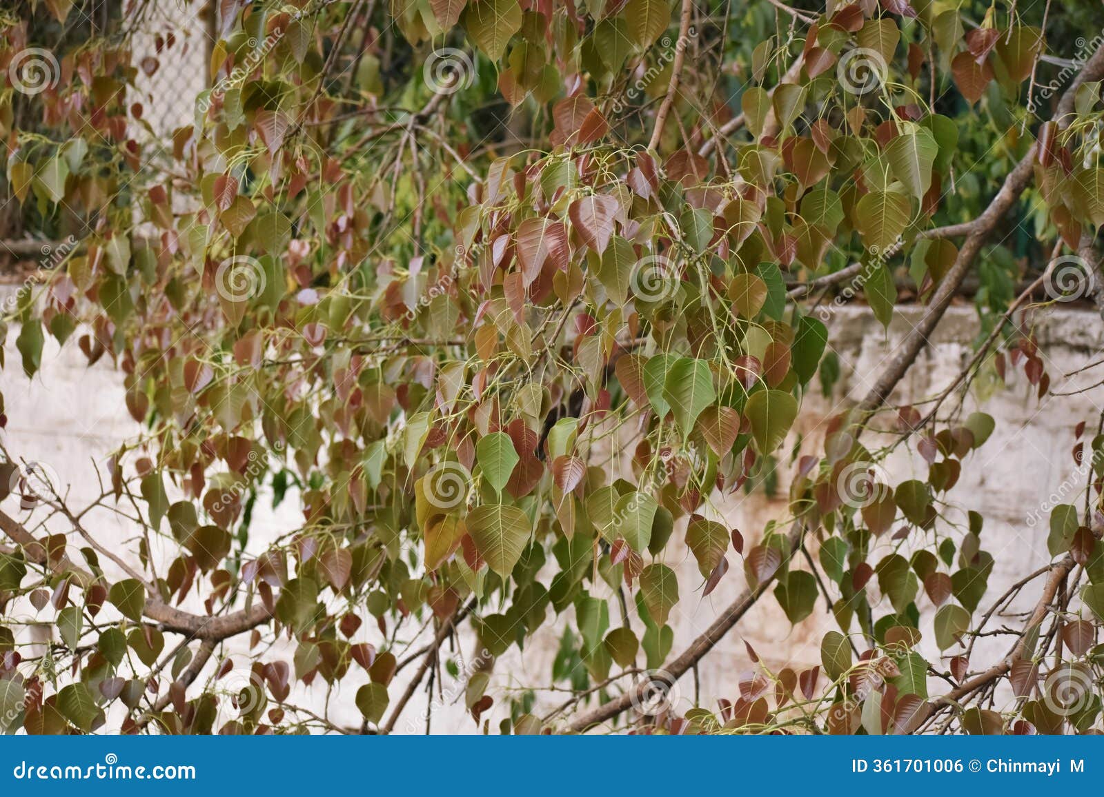 Peepal Tree Itis Also Known As The Bodhi Tree Peepul Tree Pipal Tree Or ...