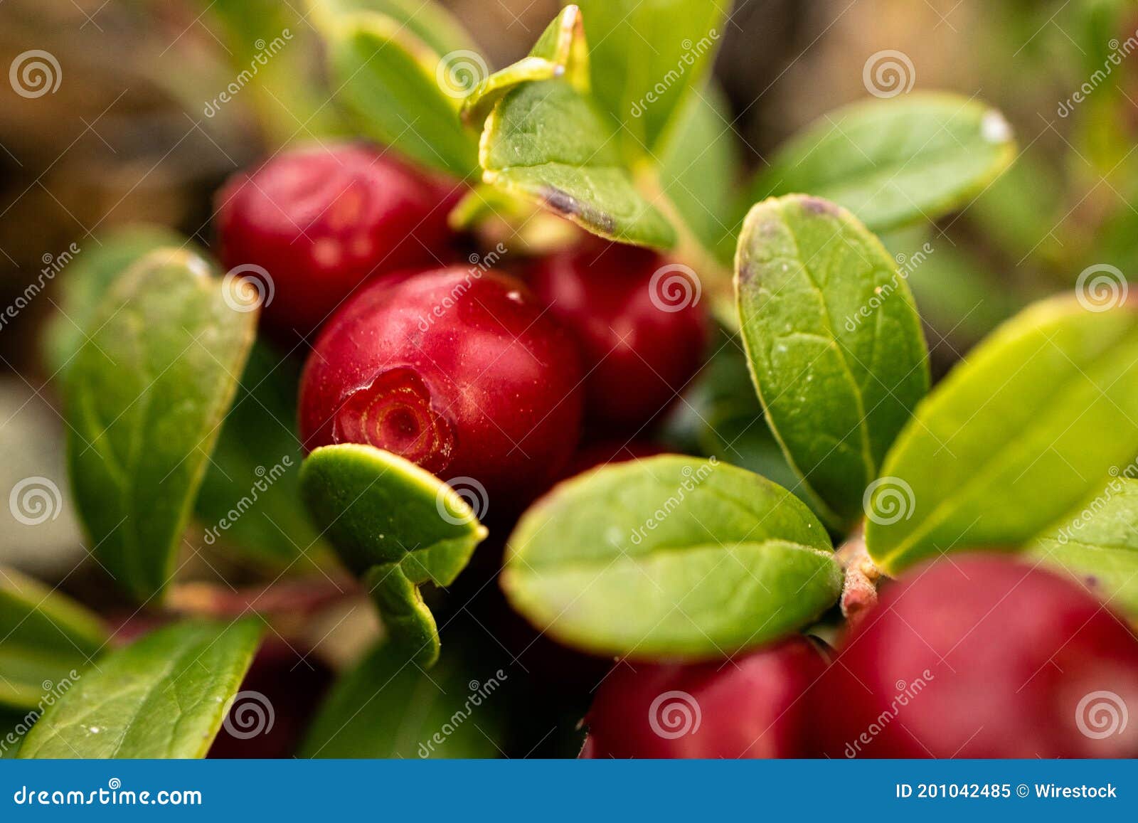 Closeup of Lingonberries Growing in the Wild. Stock Image - Image of ...
