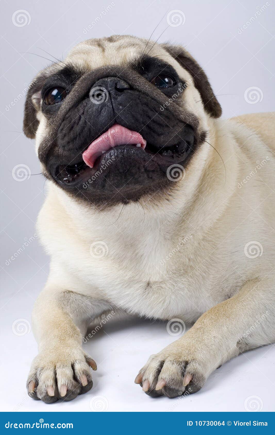 Closeup Picture of a Mops-pug Puppy Stock Photo - Image of laying ...