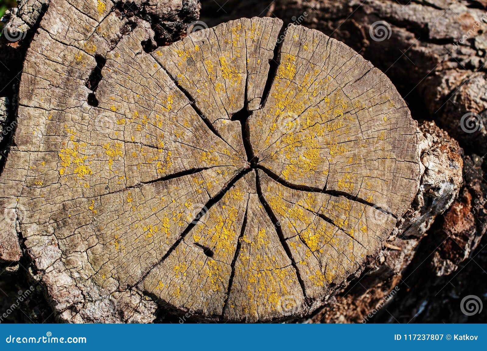 Old Tree Trunk Section with Moss Stock Image - Image of brown, moss ...