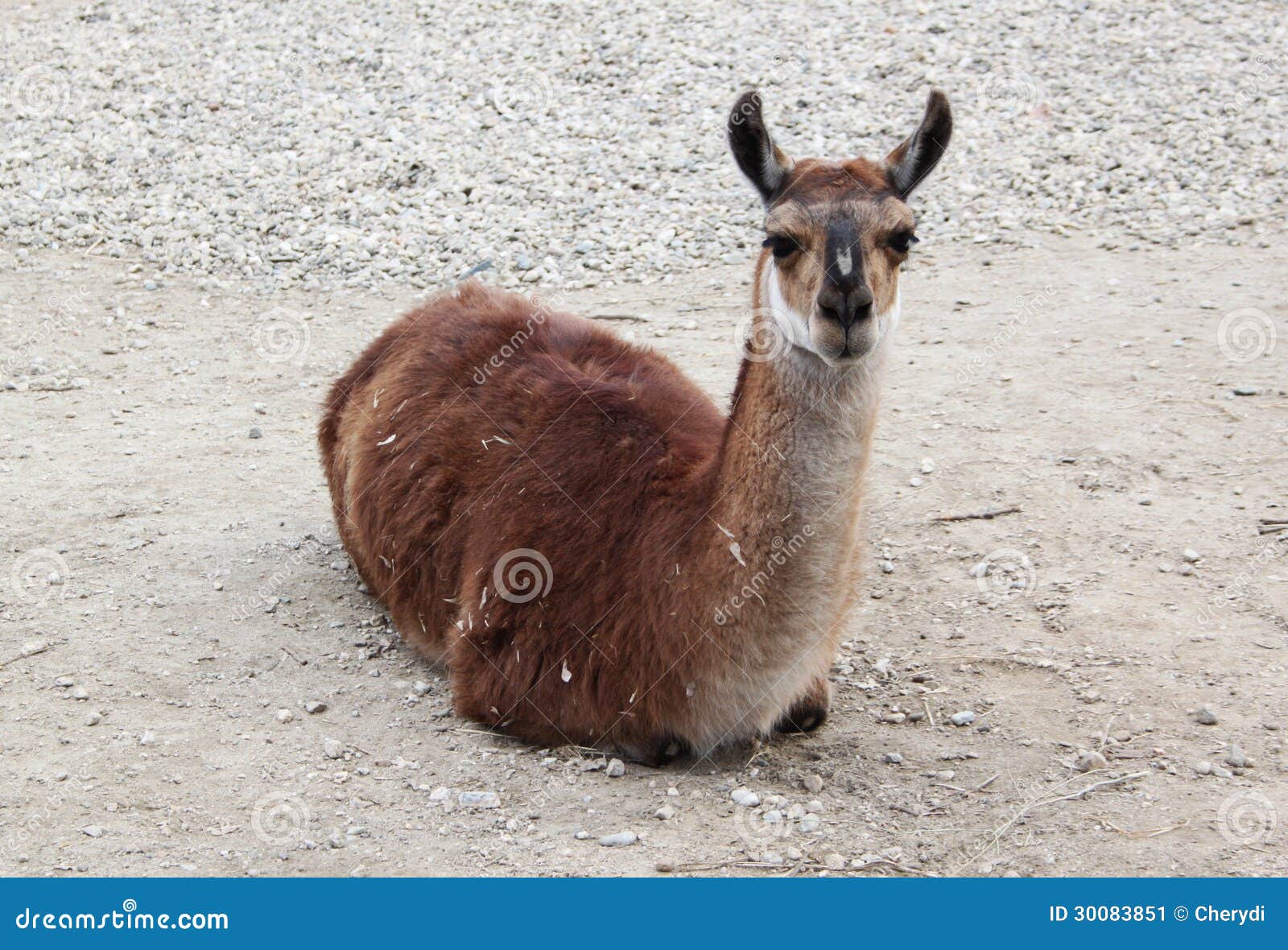 Closeup lama stock image. Image of nature, hairy, wild - 30083851