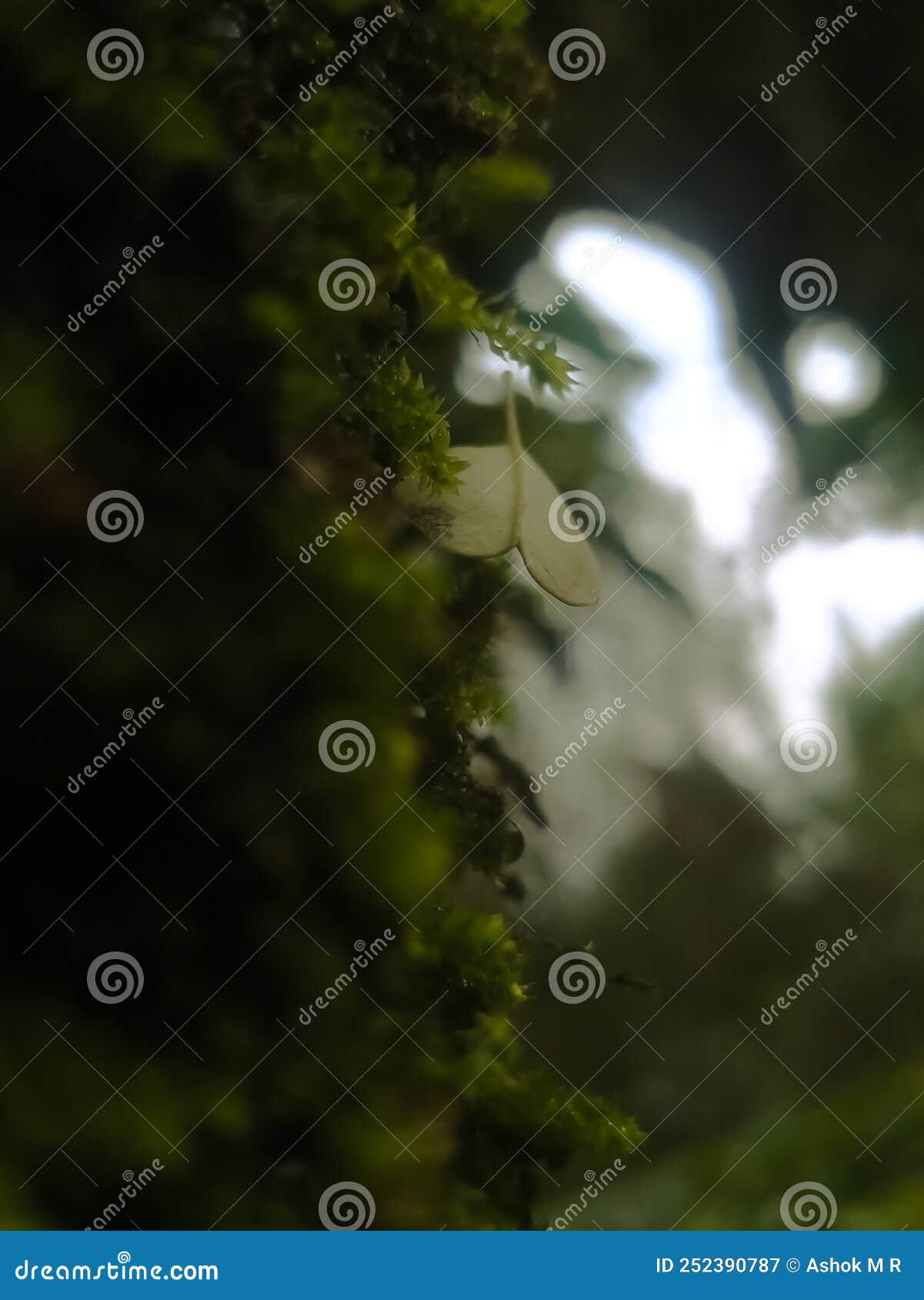 Closeup Picture of a Small Leaf on a Tree Stock Image - Image of green ...