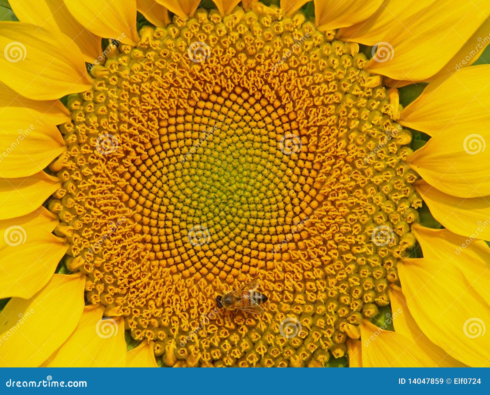 Closeup Picture of Sunflower Stock Image - Image of life, beauty: 14047859
