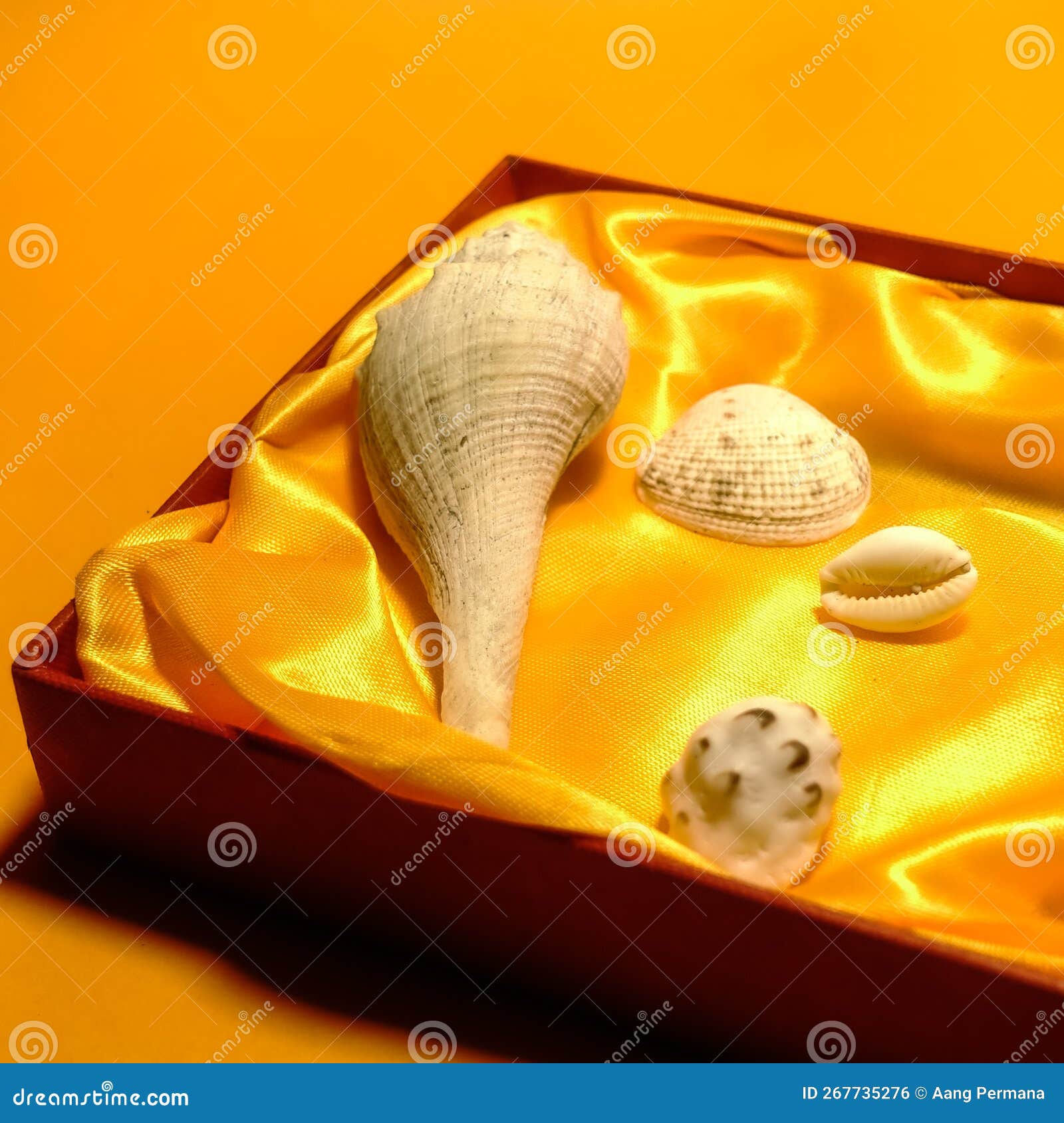 Closeup Picture of Various Sea Shell in a Box Isolated in Orange ...