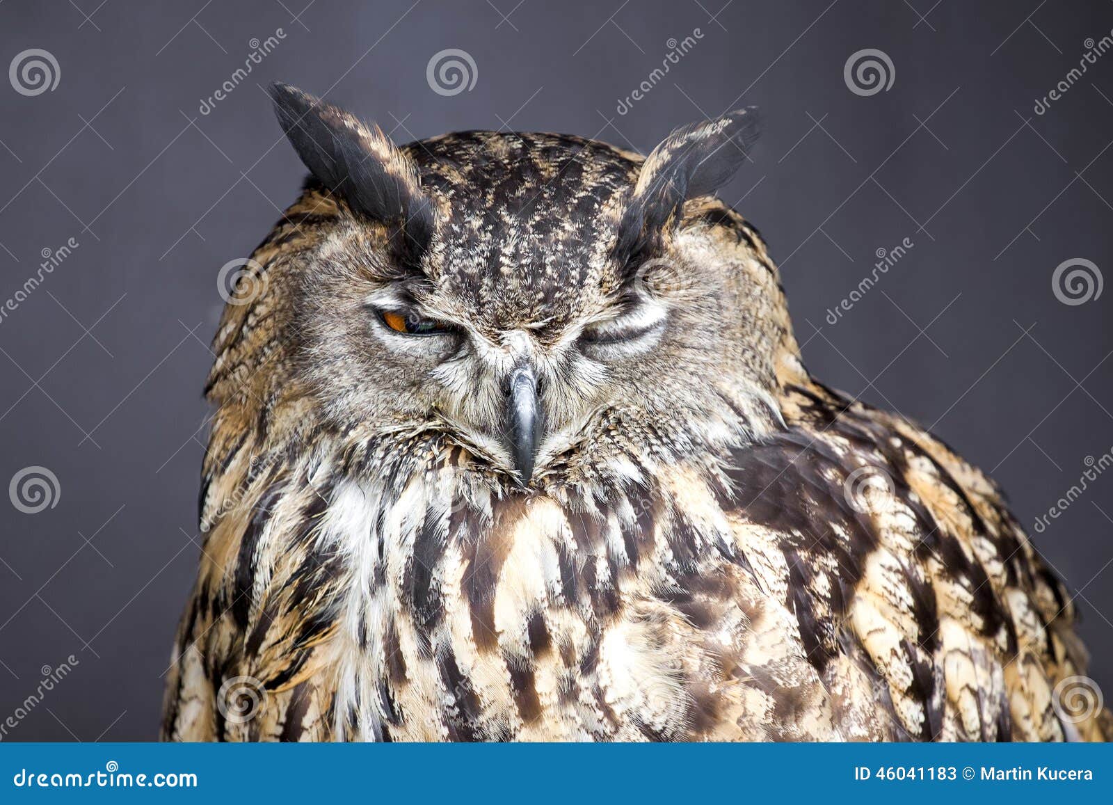 Closeup Picture of Winking Eagle Owl Stock Image - Image of wildlife ...