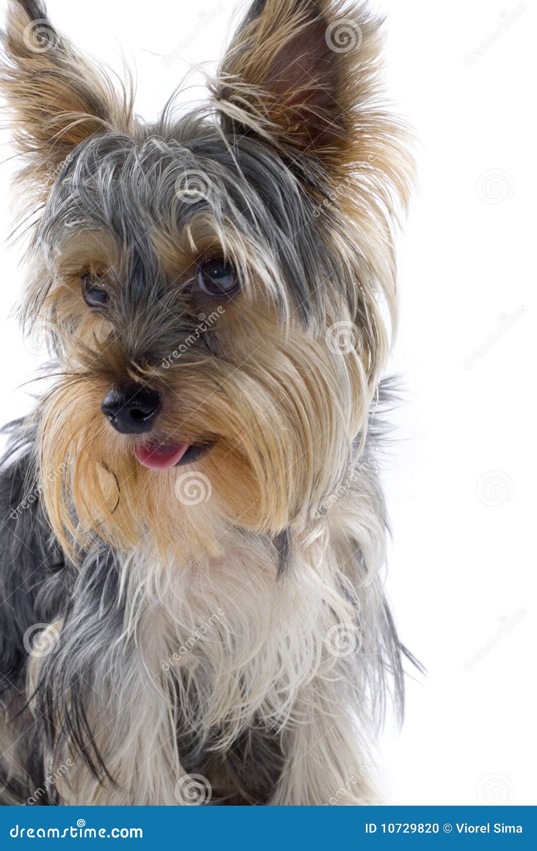 Closeup Picture of a Yorkshire Terrier Stock Photo - Image of sitting ...