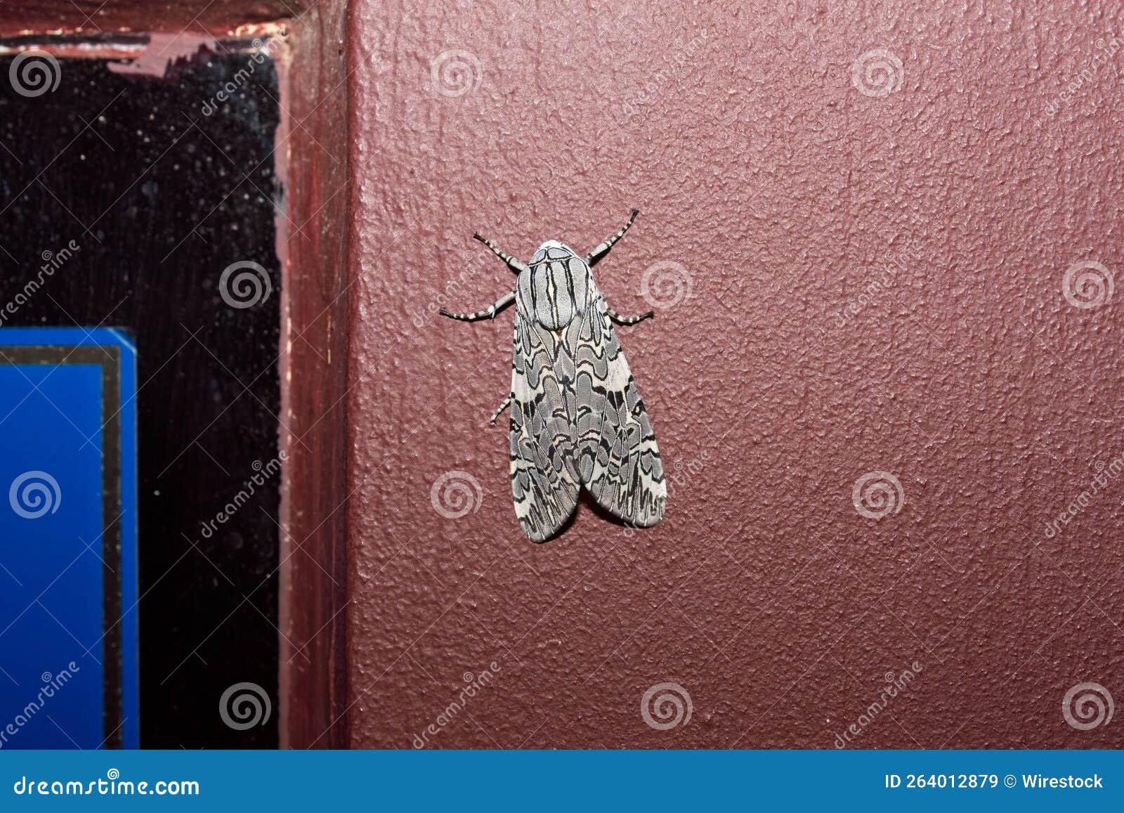 Closeup Of A Pictured Tiger Moth With Beautiful Patterns On The Wings ...