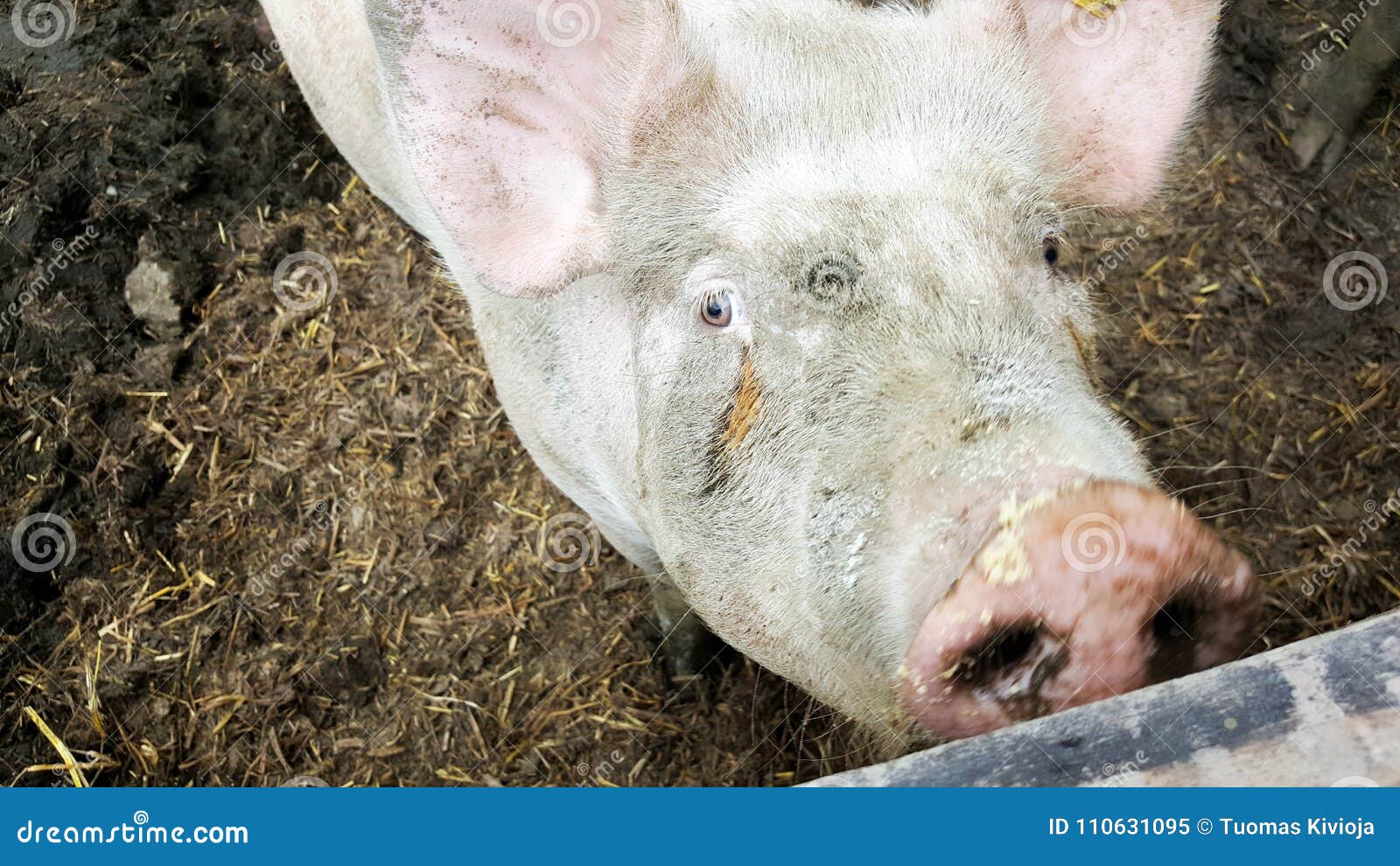 A Closeup of a Pig Looking into the Camera Stock Image - Image of ...