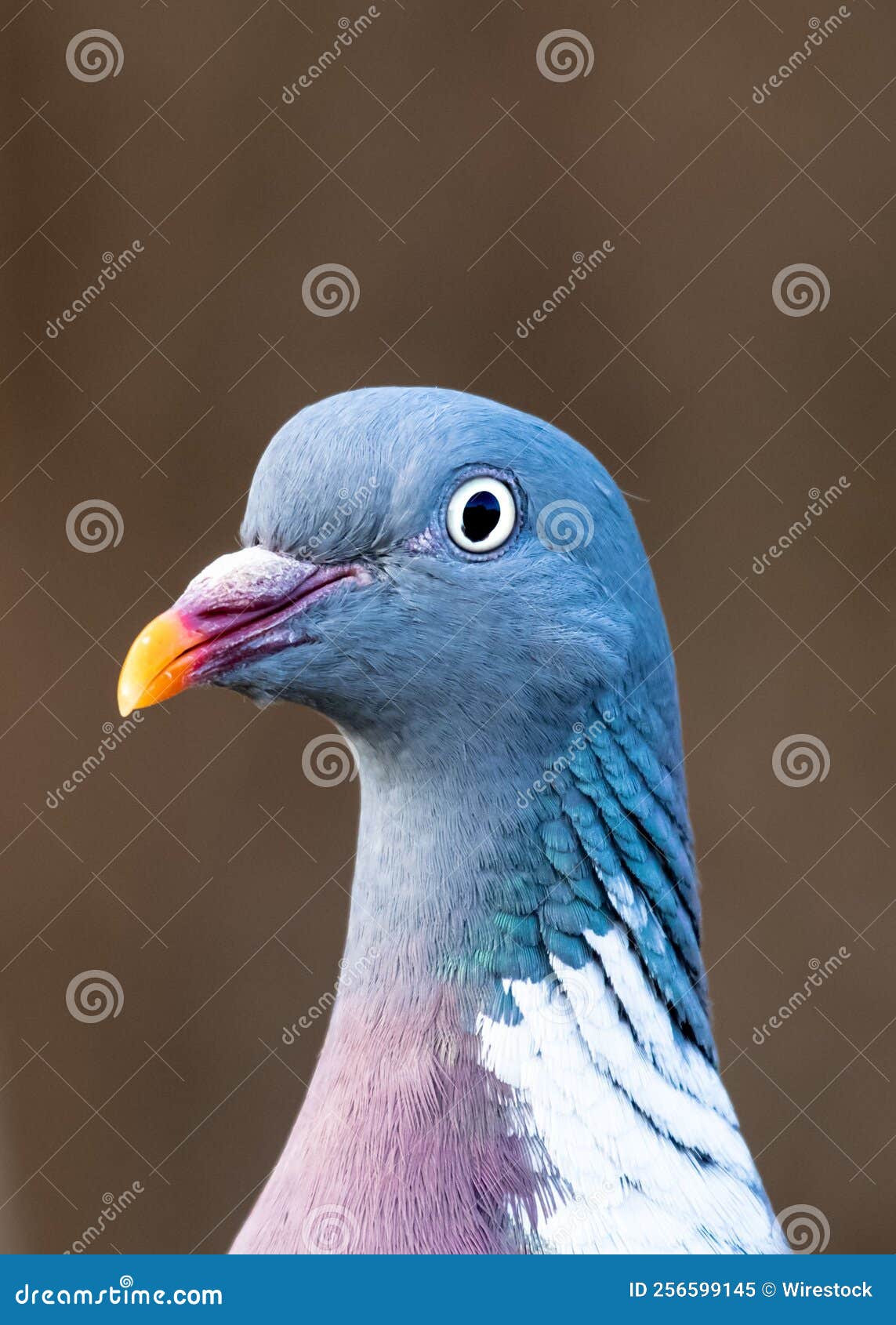 Closeup of a pigeon head. stock image. Image of beauty - 256599145