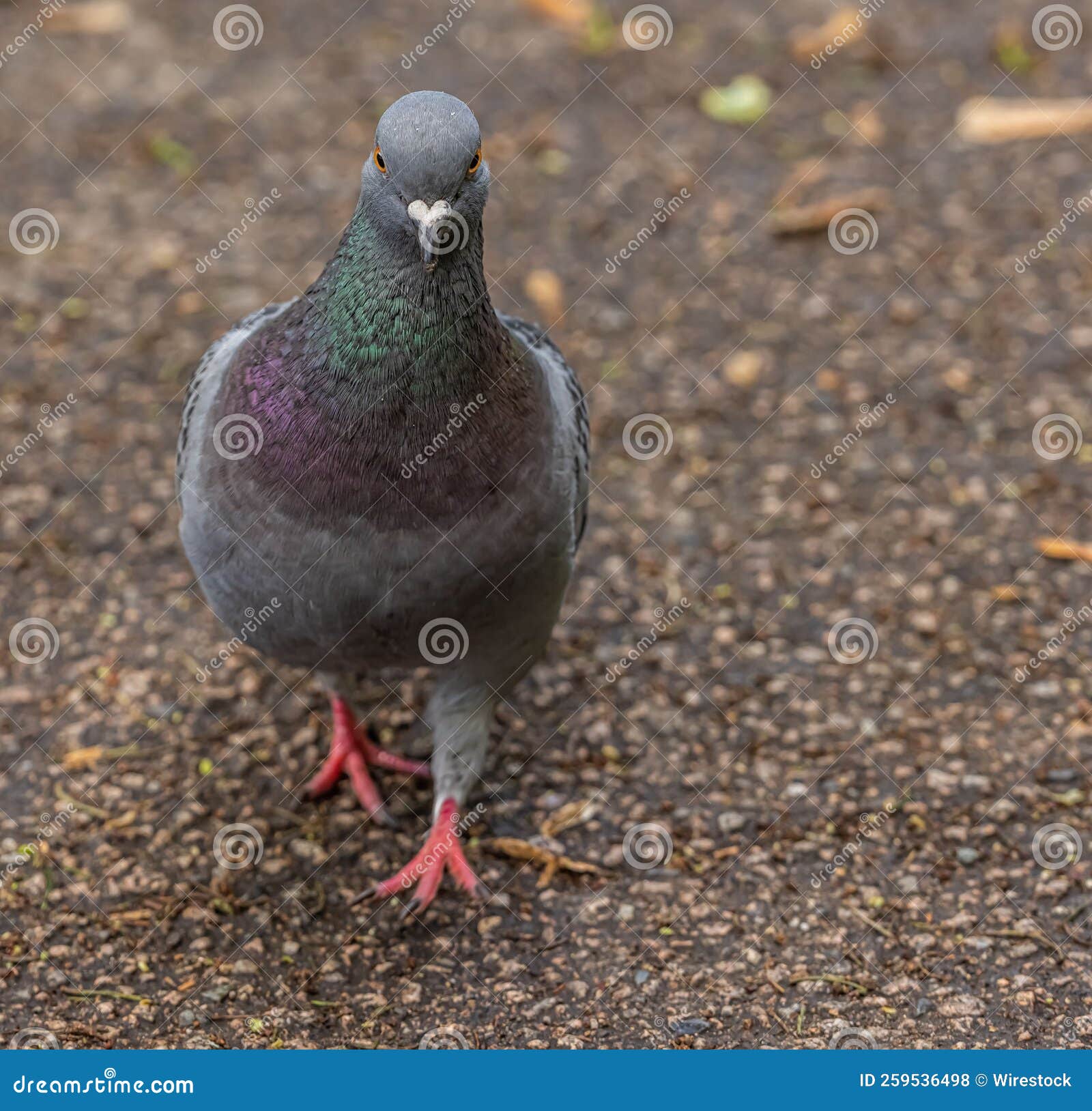 Closeup of a Pigeon Proudly Walking on the Ground Stock Photo - Image ...