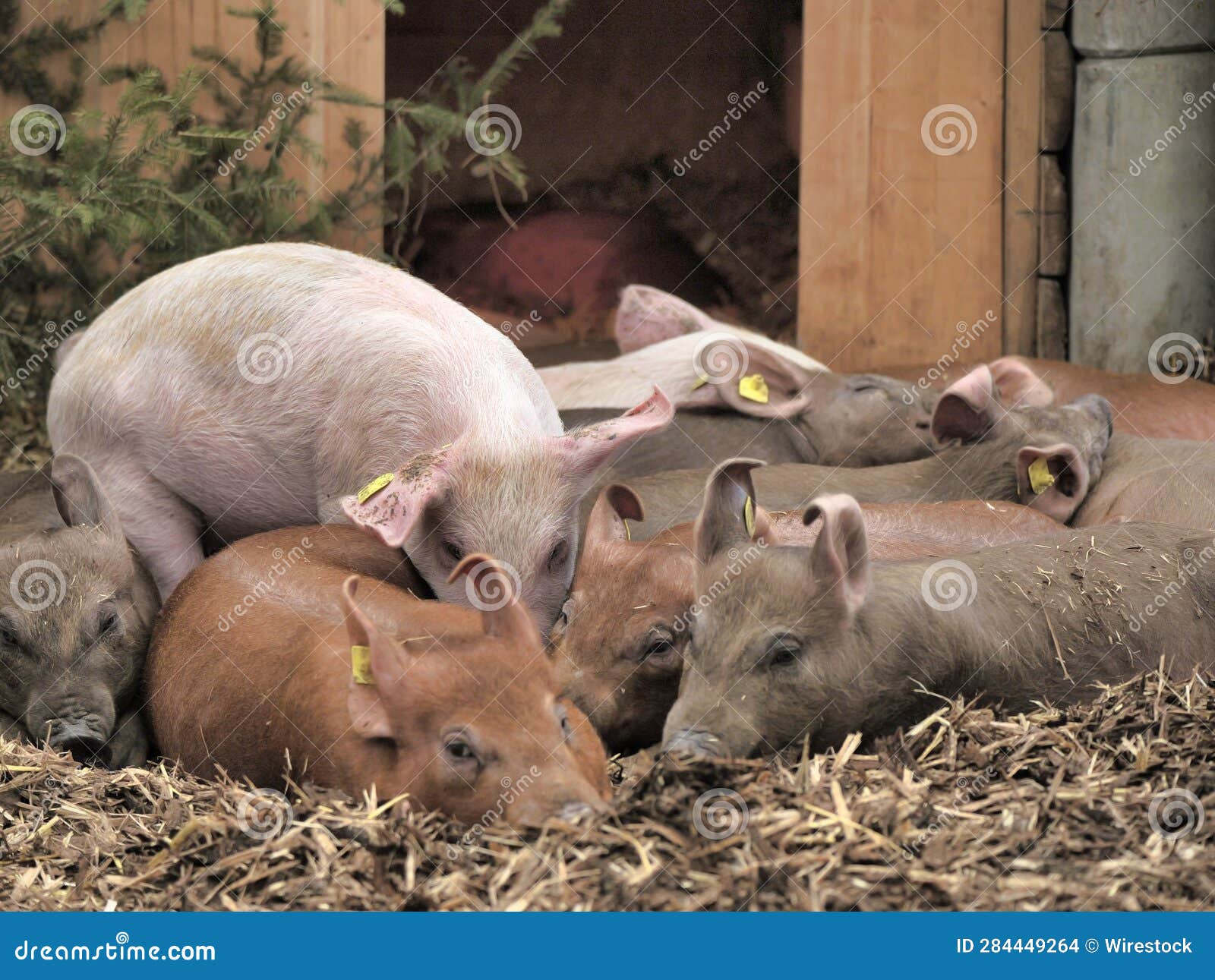 Closeup of Pigs Laying on Straw in a Barn Stock Photo - Image of rustic ...