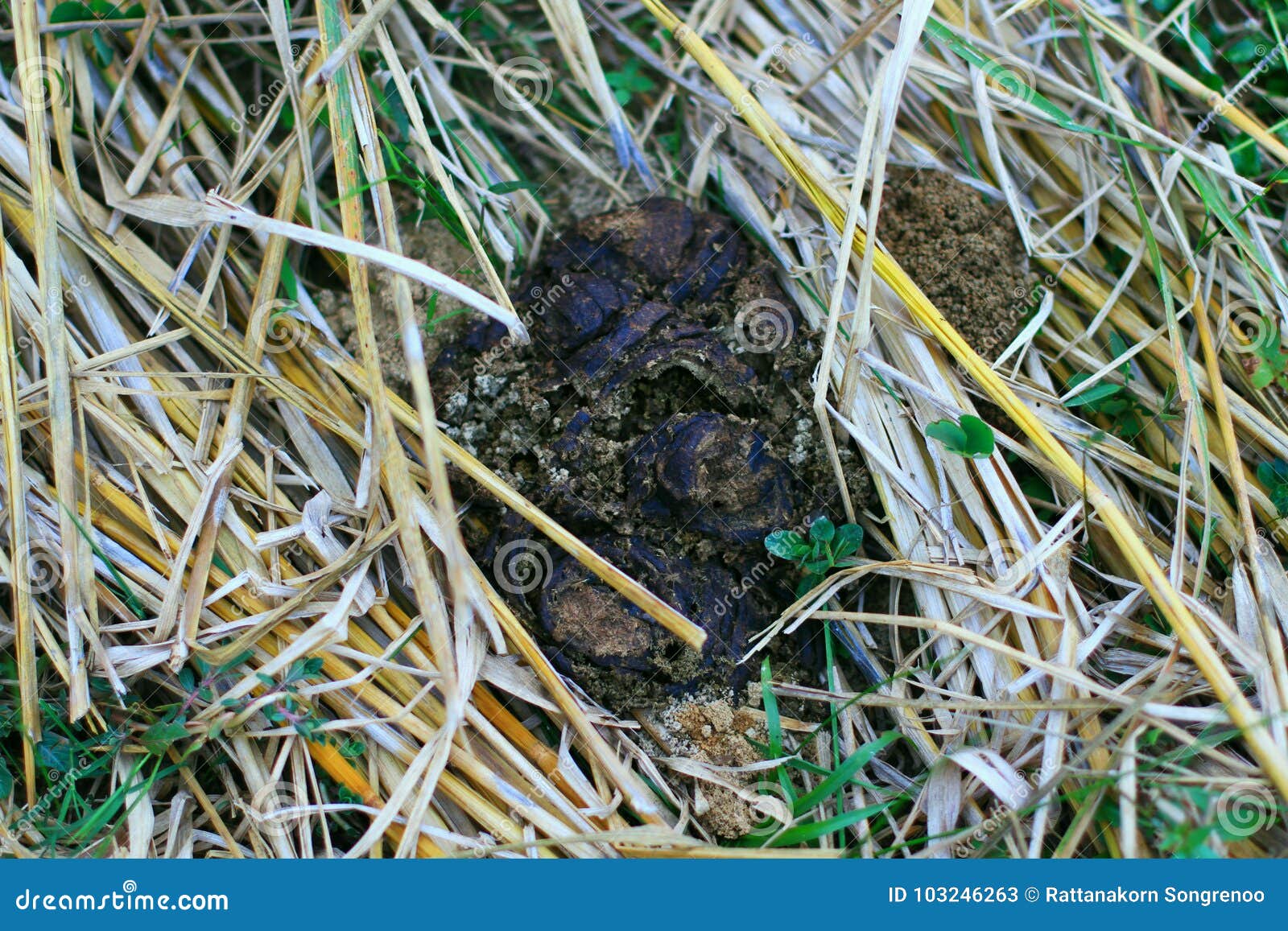 Buffalo Dung on a Dry Straw. Stock Image - Image of animal, outdoor ...
