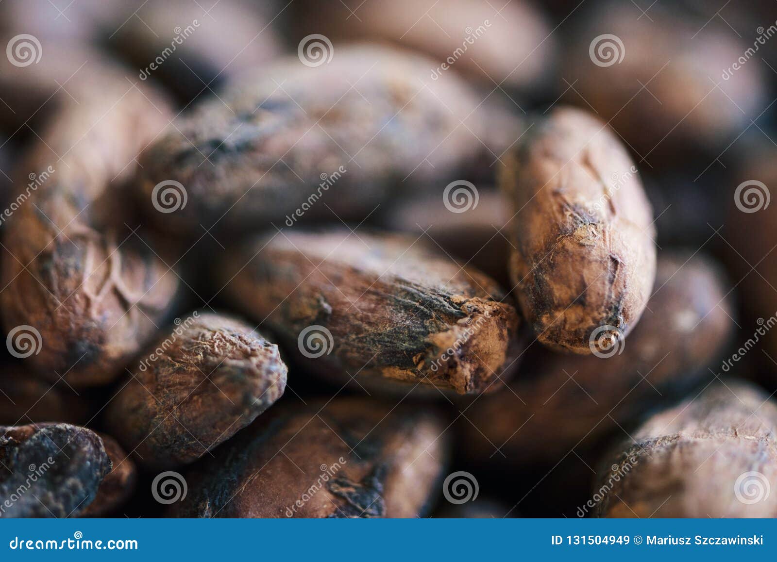 Closeup of Dried Cocoa Beans Ready for Chocolate Making Stock Image ...