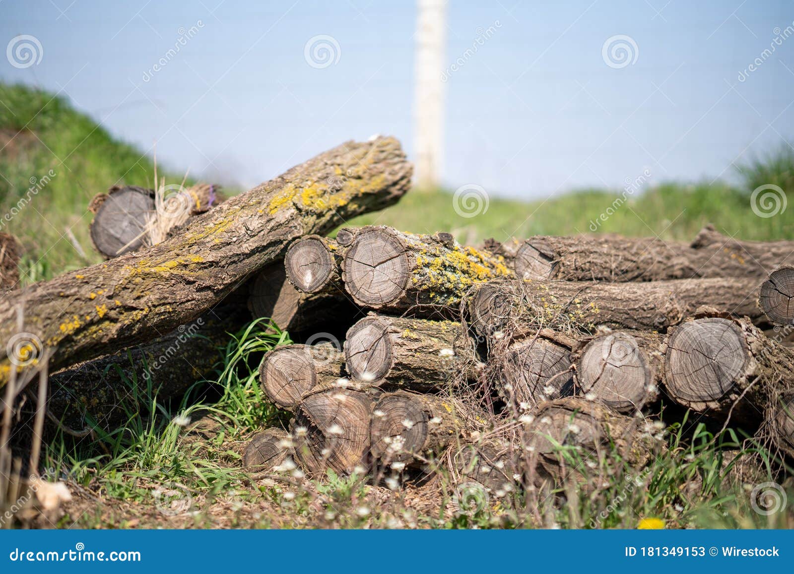 Closeup of a Pile of Logs Drying on the Field Stock Image - Image of ...