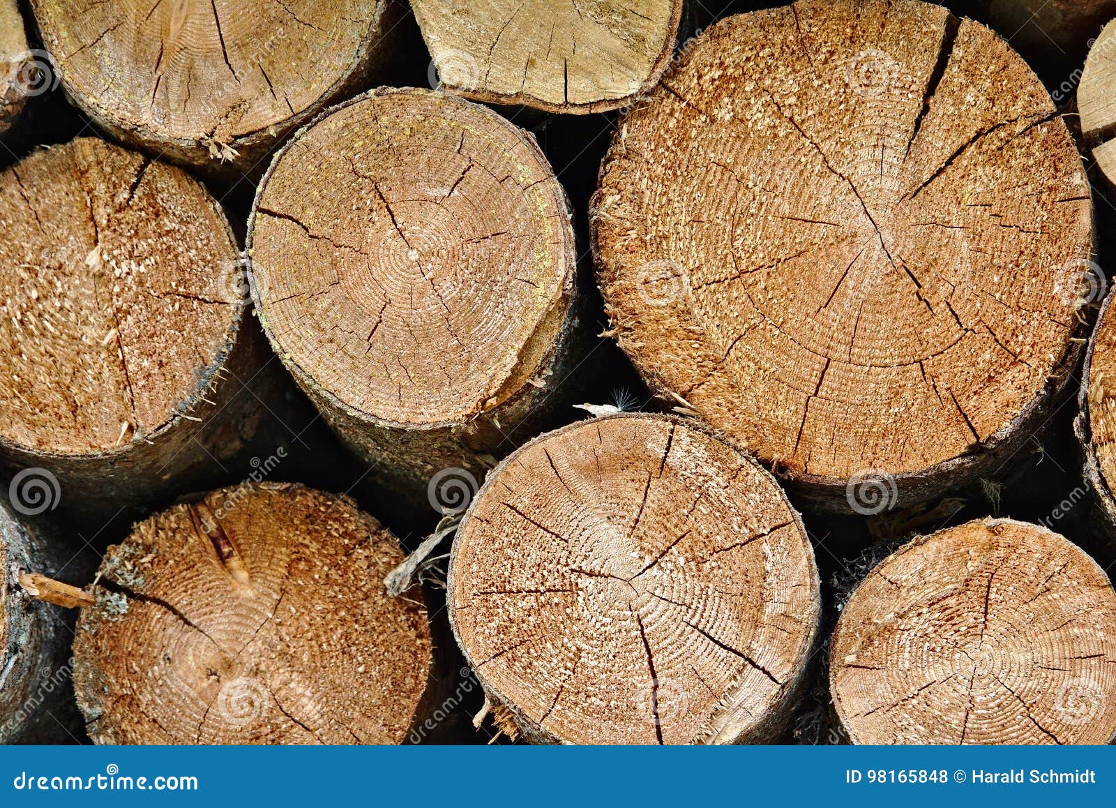 Closeup of a Pile of Logs Showing the Cross Sections Stock Photo ...