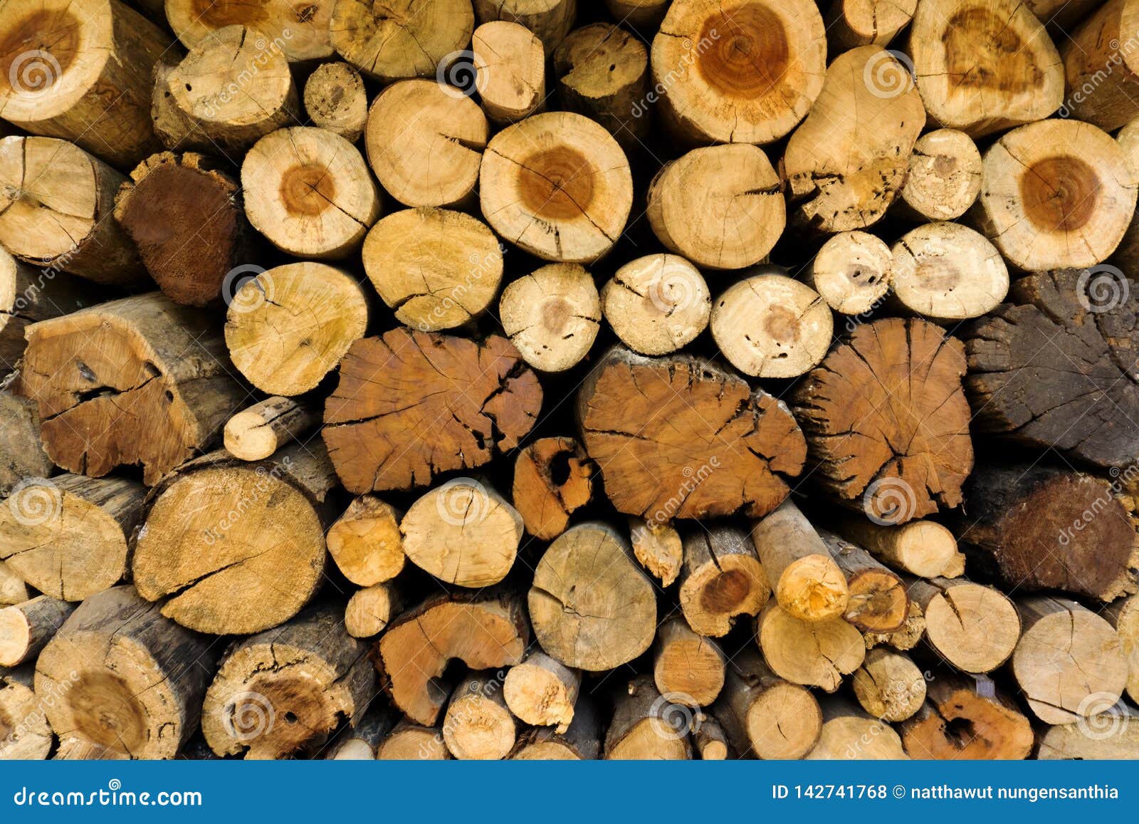 Walnut Log Cross Section