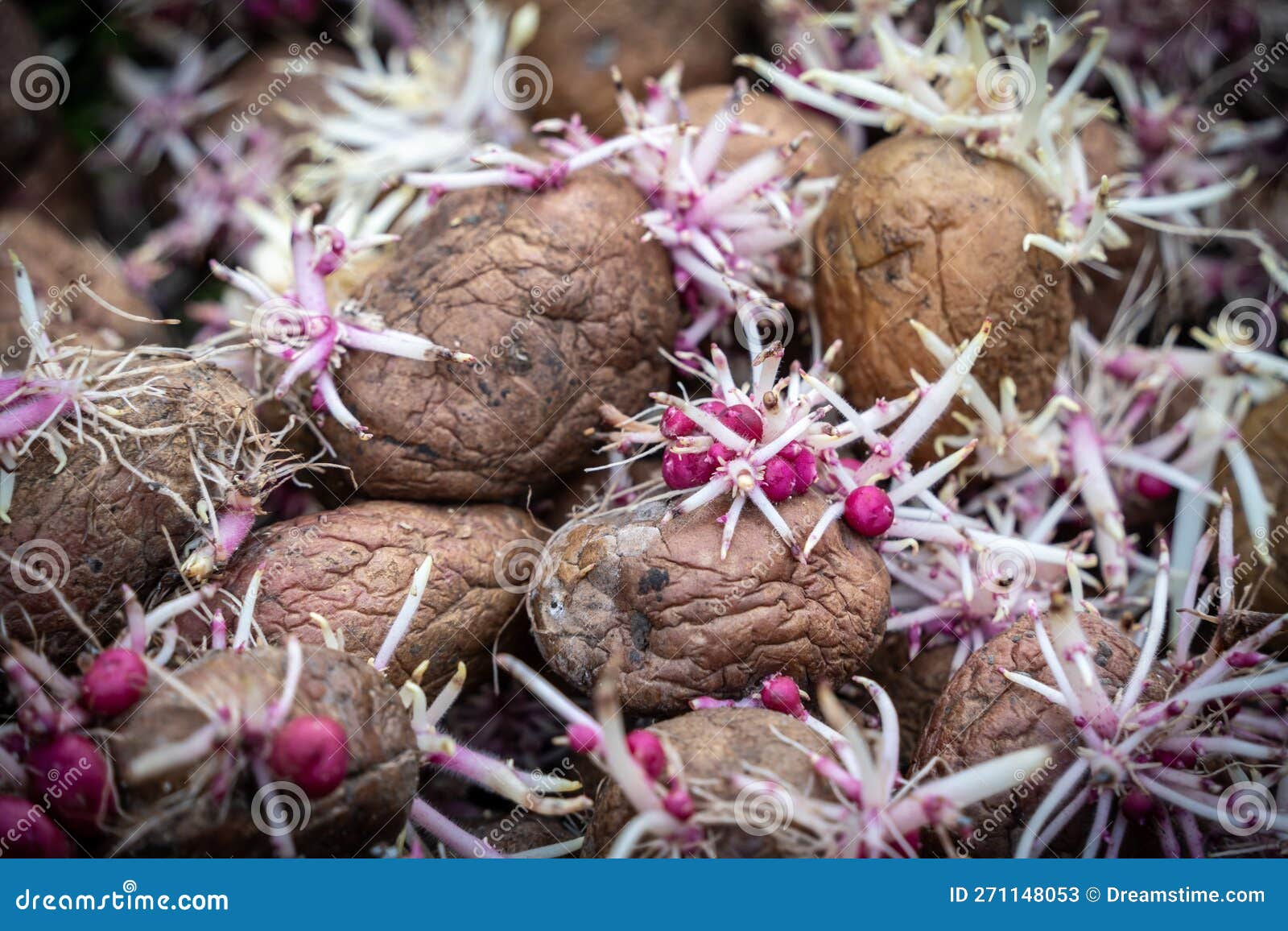 Closeup of Pile the Sprouted Potatoes Ready for Planting Stock Image ...