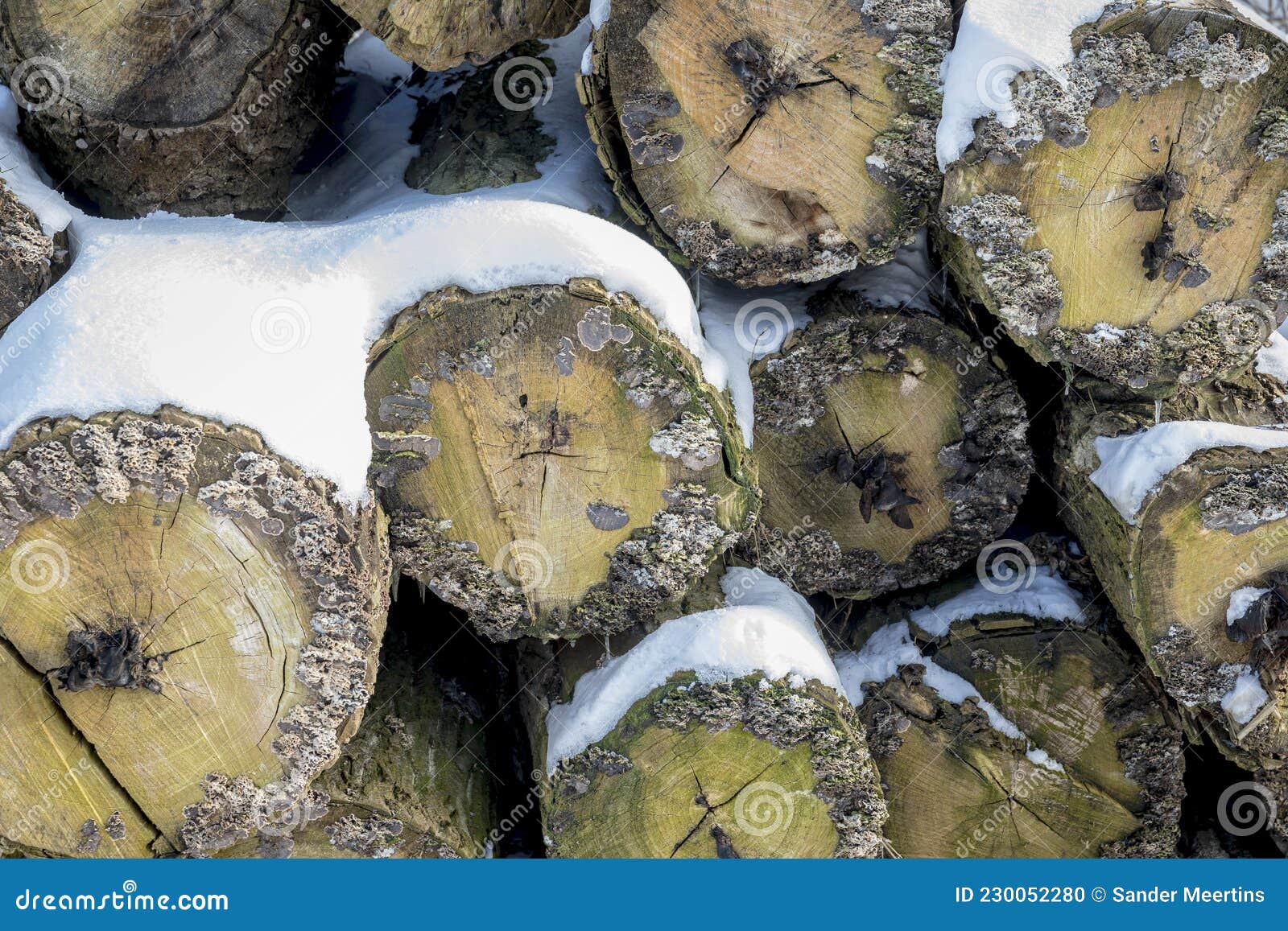 Closeup of a Pile of Tree Logs are Stacked and Covered with Winter Snow ...