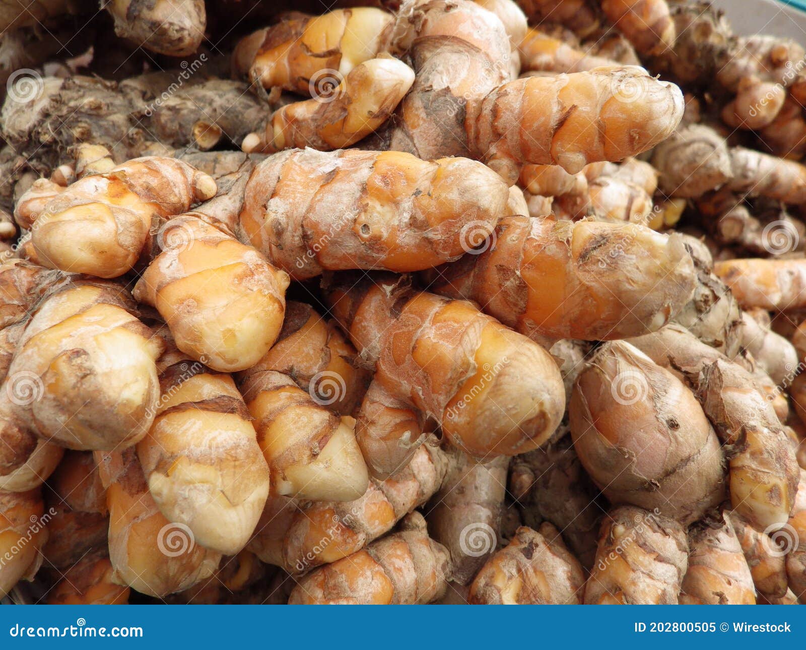 Closeup of a Pile of Turmeric Rhizome Stock Image - Image of southeast ...