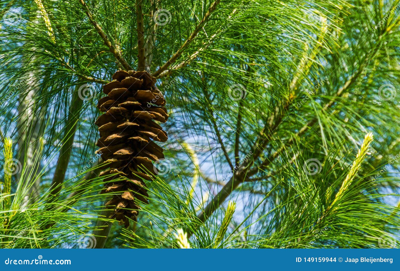 Closeup of a Pine Cone Hanging in a Conifer Tree, Coniferous Forest ...