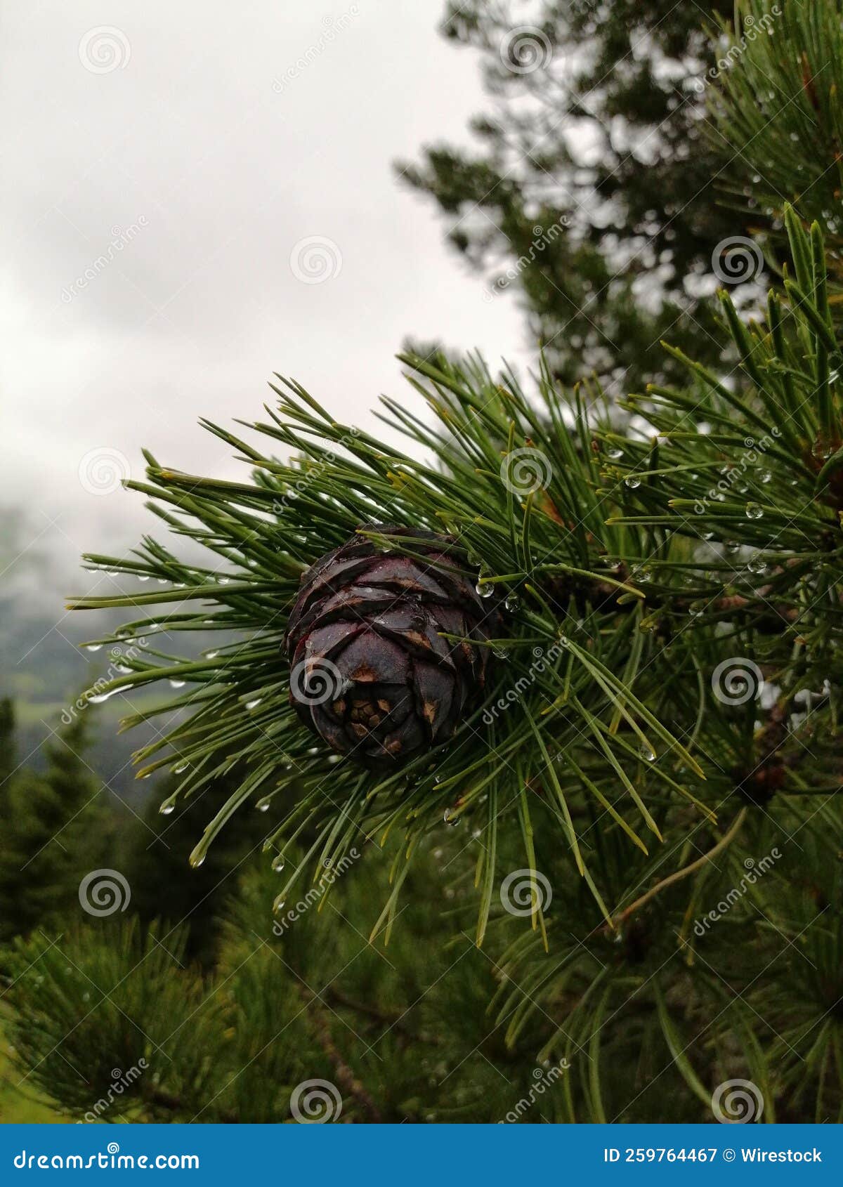 Closeup of a Pine Cone on a Tree on a Rainy Day Stock Image - Image of ...