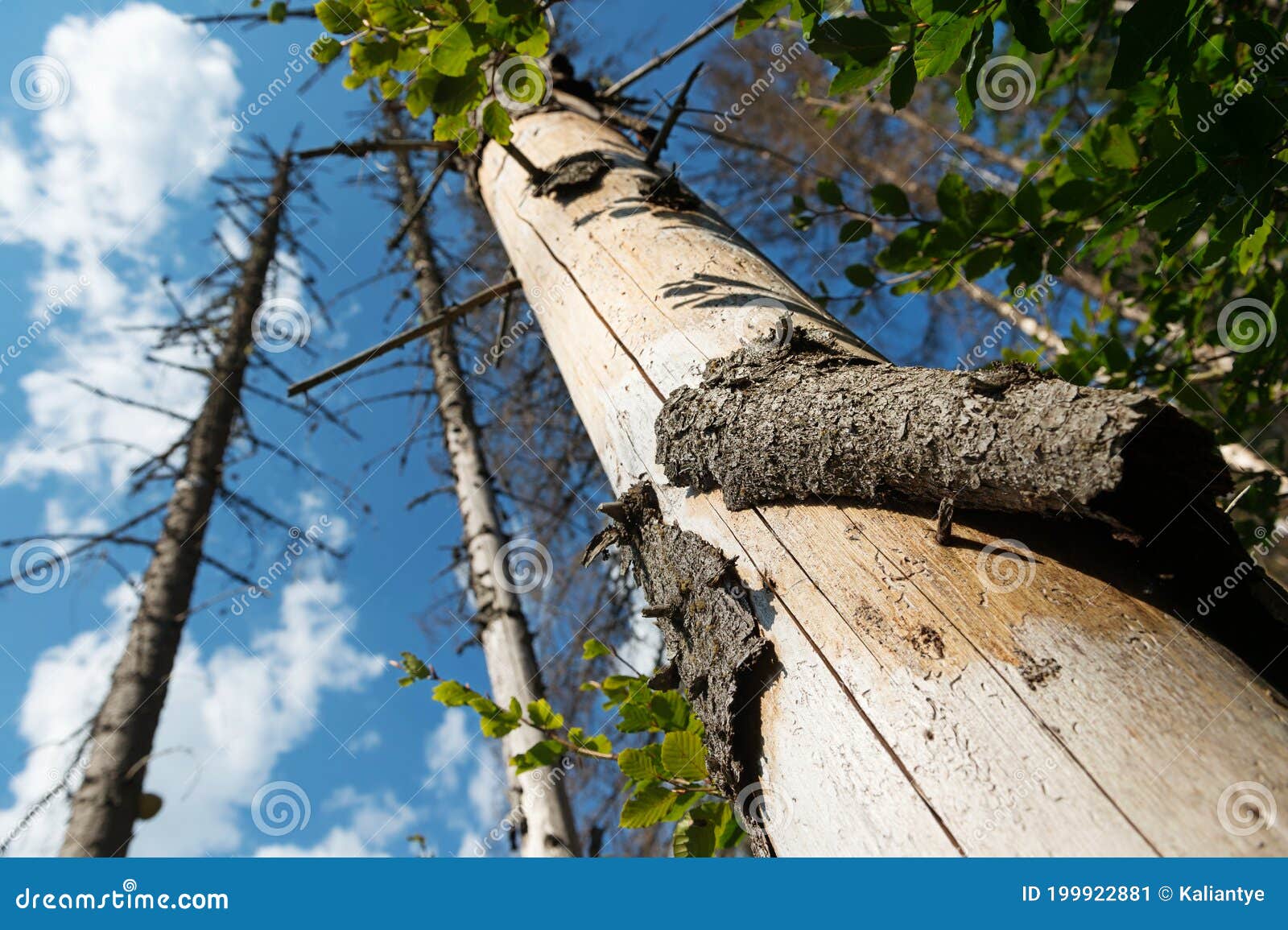 Bark beetle infestation stock image. Image of environment - 199922881