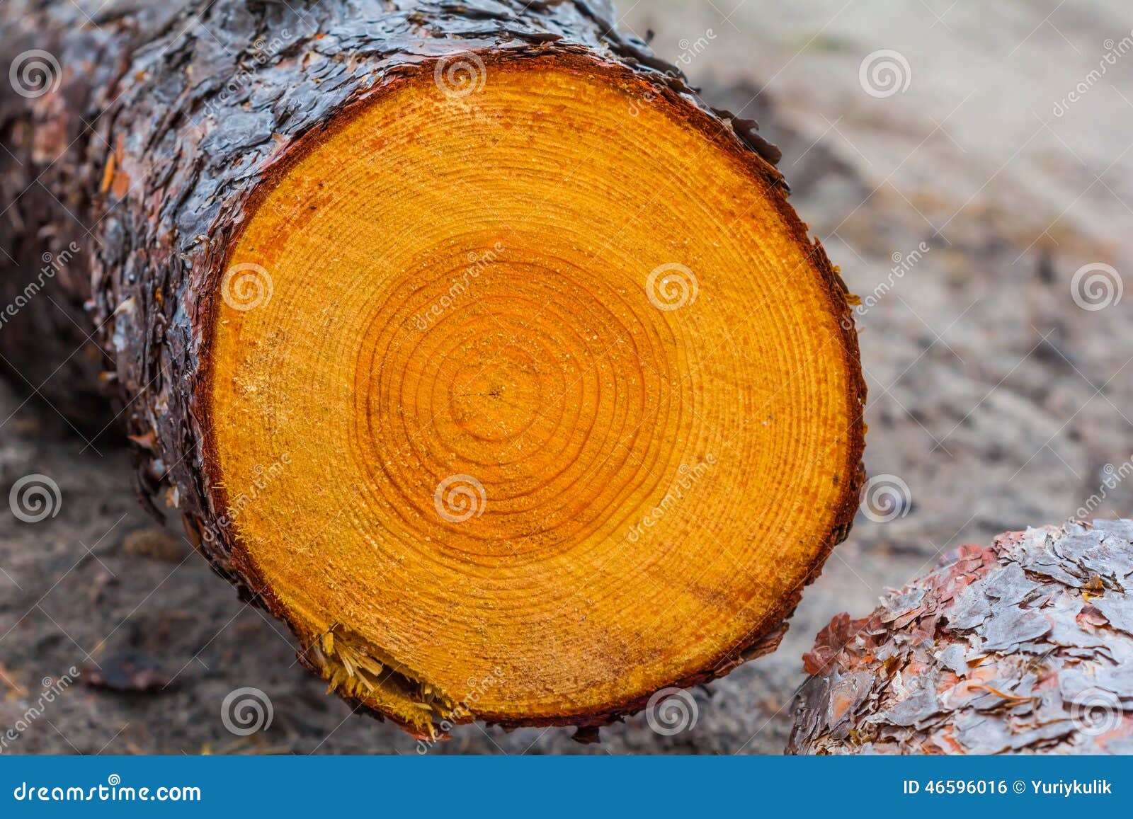 Closeup pine log stock photo. Image of forest, macro - 46596016