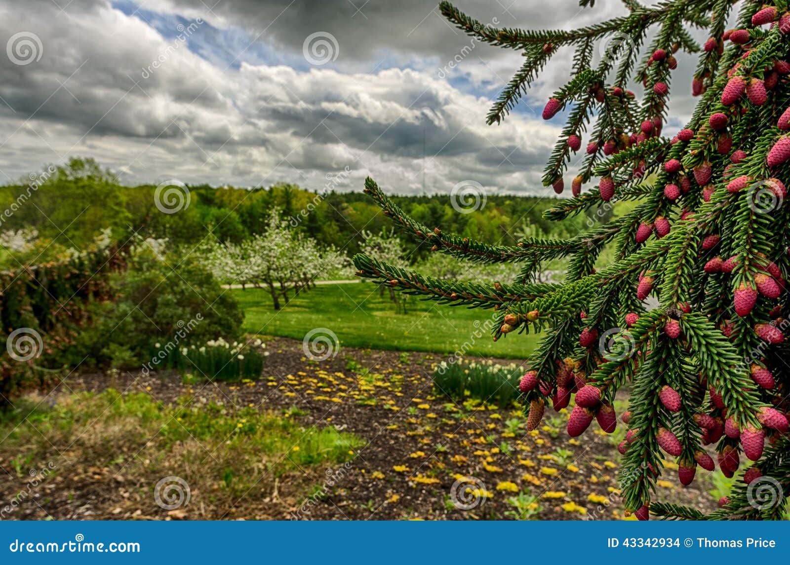 Closeup of Pine Tree with Apple Trees in Background Stock Photo - Image ...