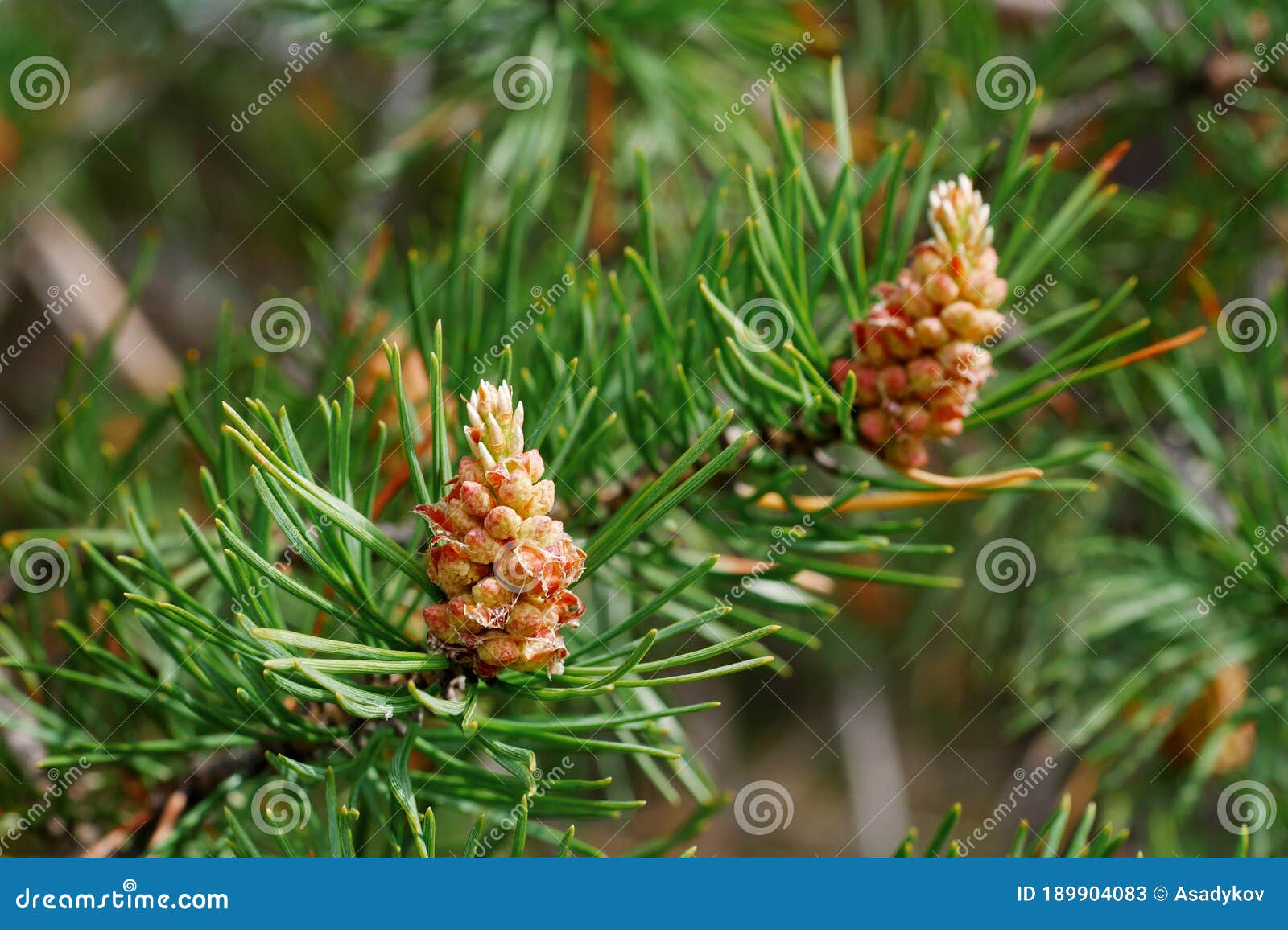 Closeup of Pine Tree Cone Sprouts in the Spring Stock Image - Image of ...