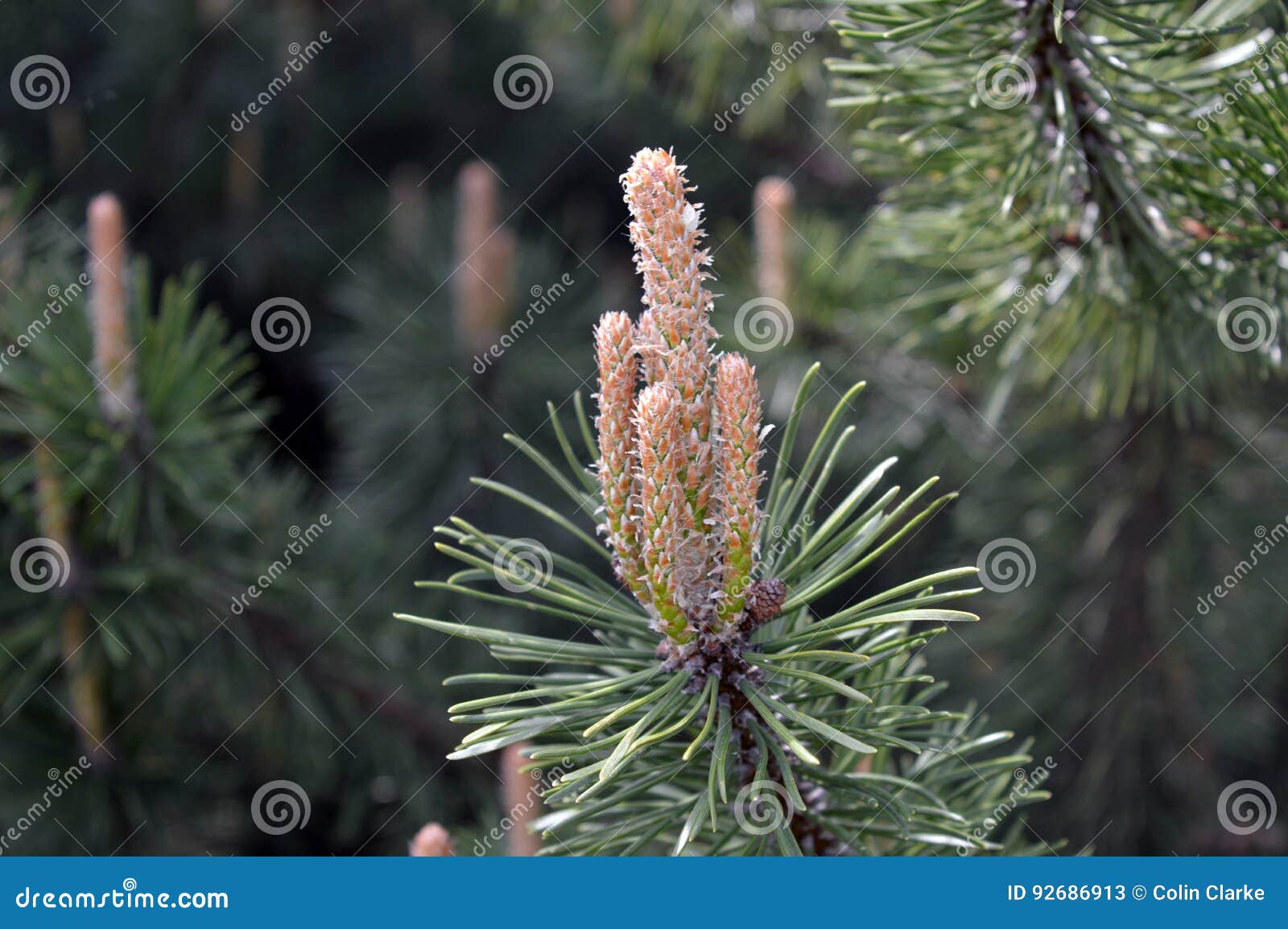 Closeup of a Pine Tree Growth Sprout Stock Image - Image of close ...