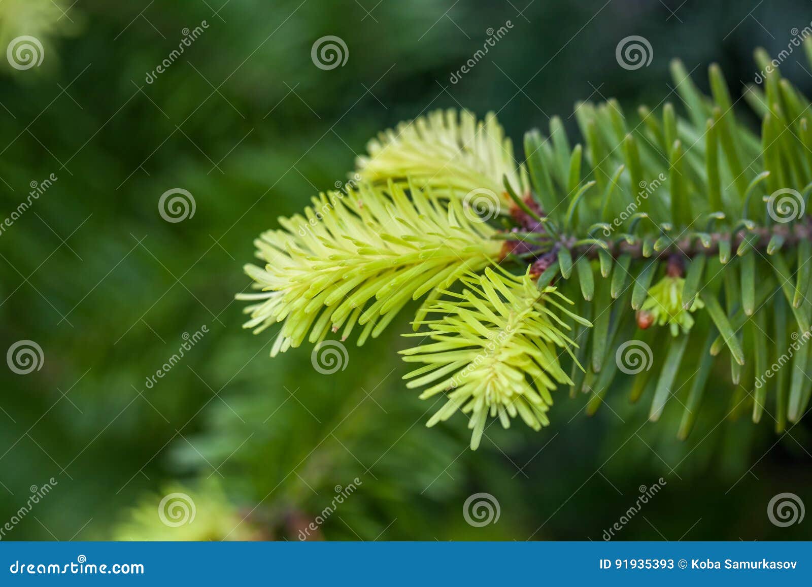 Closeup of Pine Tree Leaves with Details Stock Image - Image of closeup ...