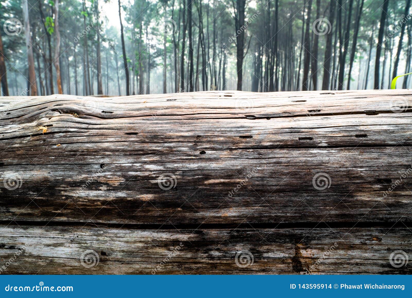Closeup of Pine Tree Log Lying on the Ground with Pine Tree Forest As ...